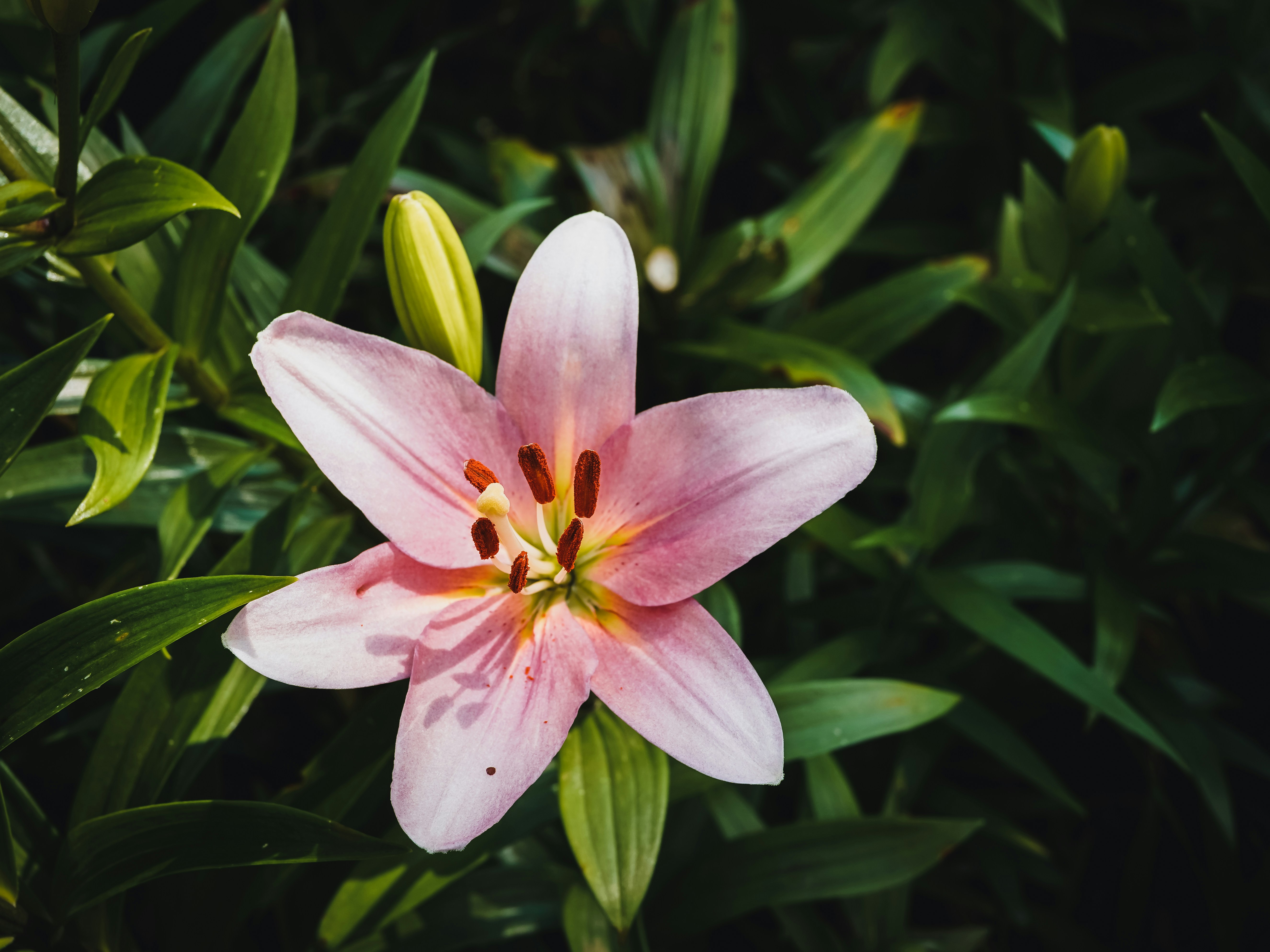 Pink Lily Against Green Curtain