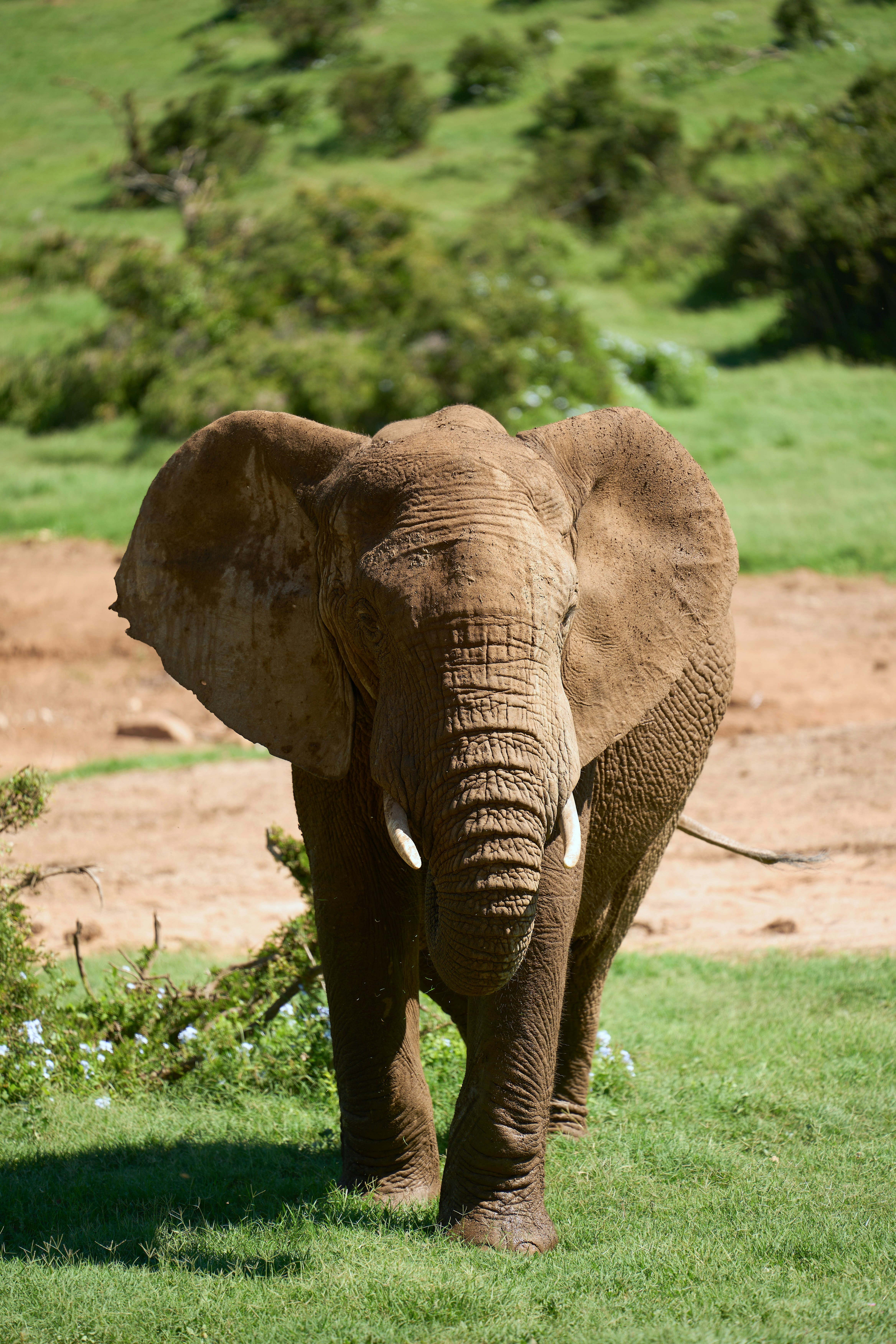 Majestic Gentle Giant: The Elephant Steps into the Sunlit Meadow