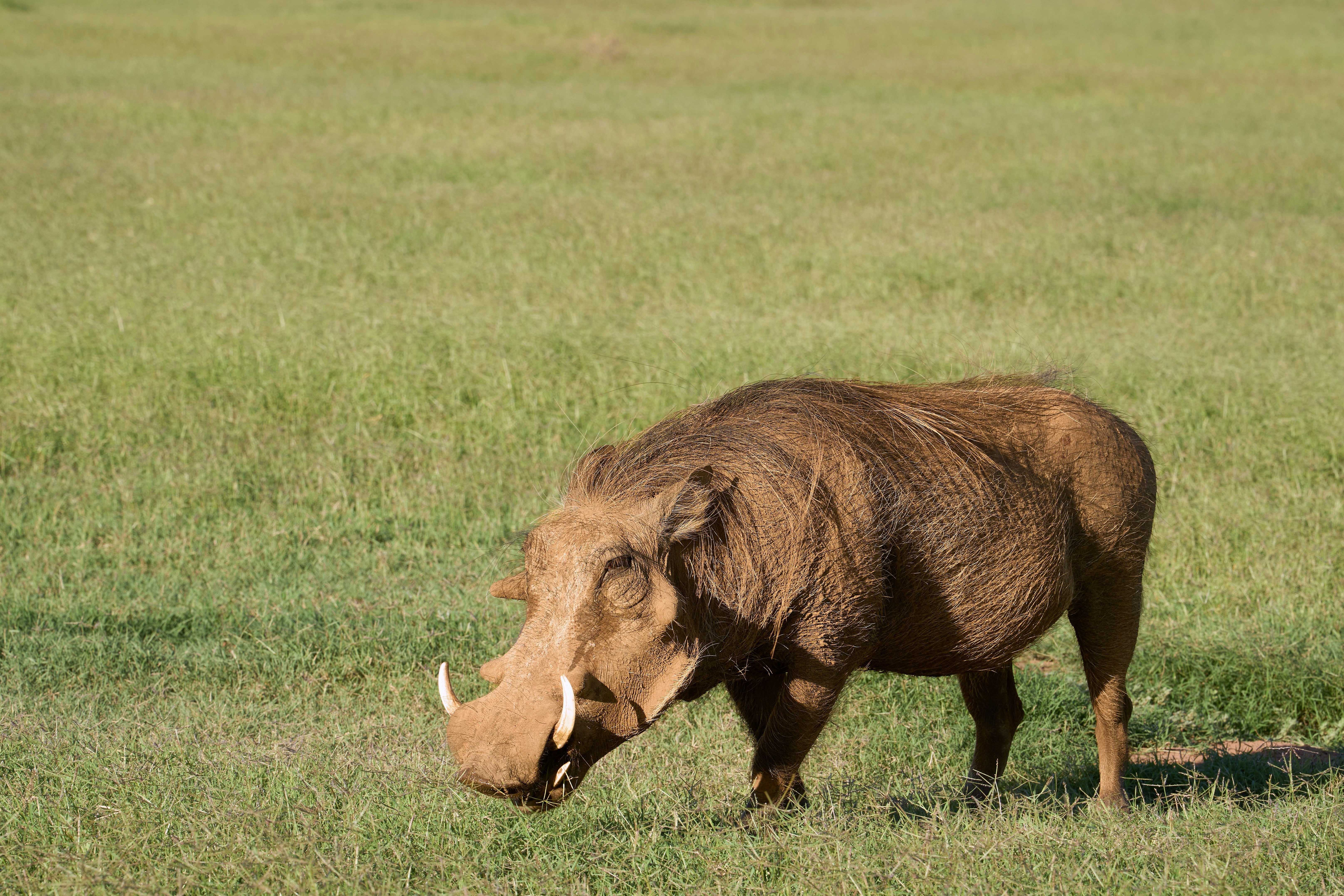 Grazing Giant: A lone warthog in sunlit savanna