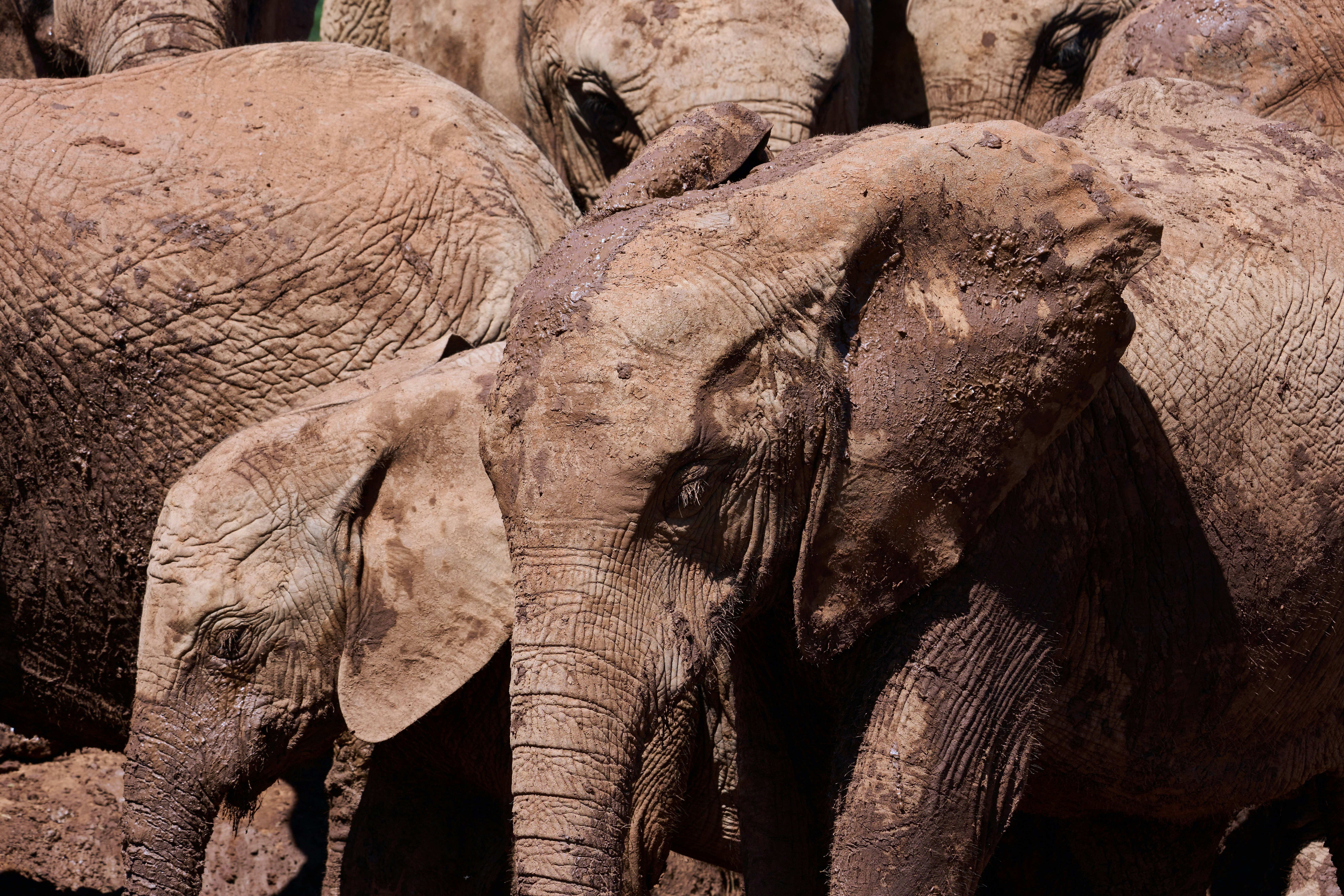 Mud-Cloaked Giants: A Family Silhouette in the Dust