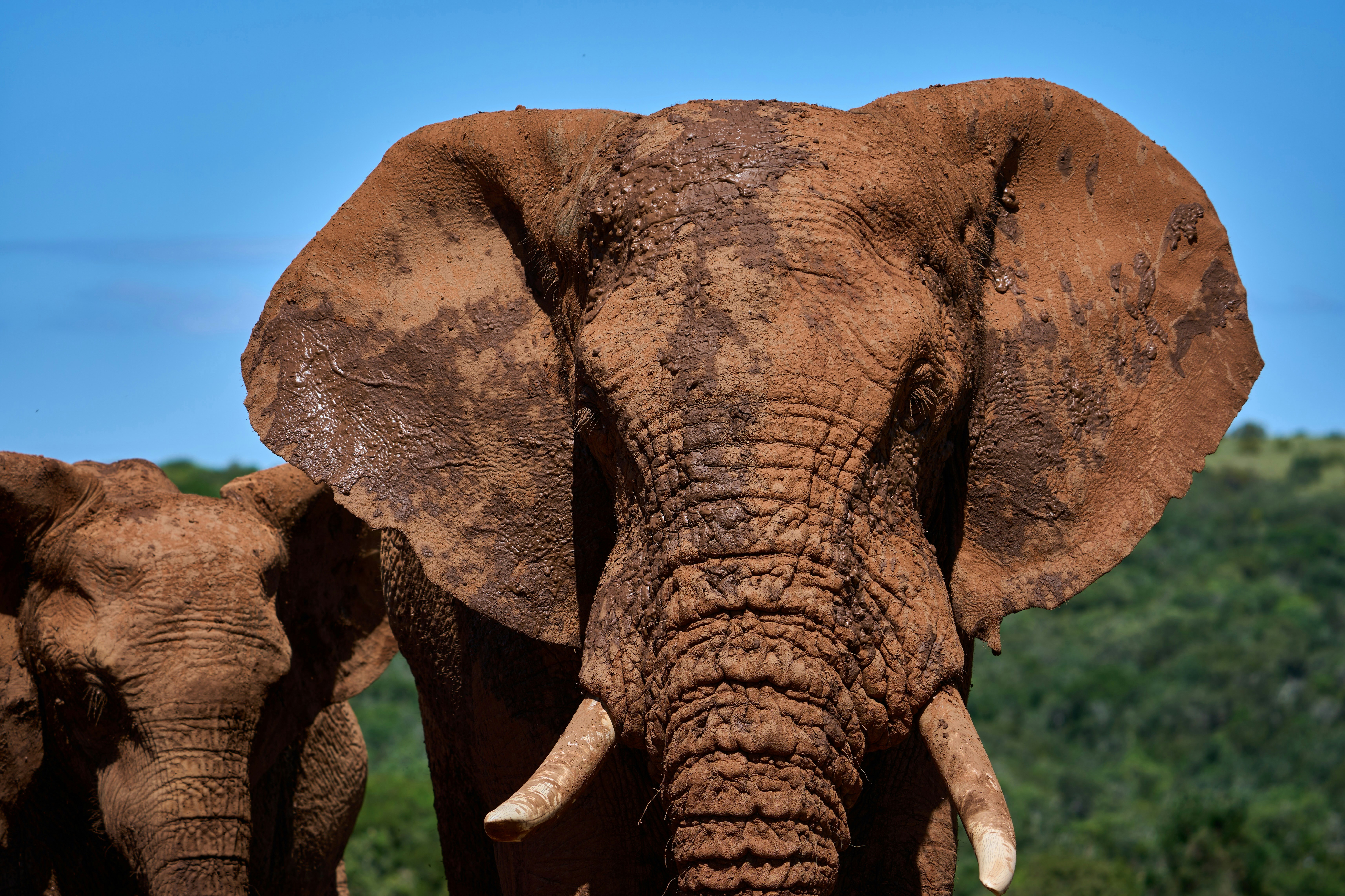 Close-Up of a Mammoth-Eyed Trunk: Elephant Portrait at Distant Horizon