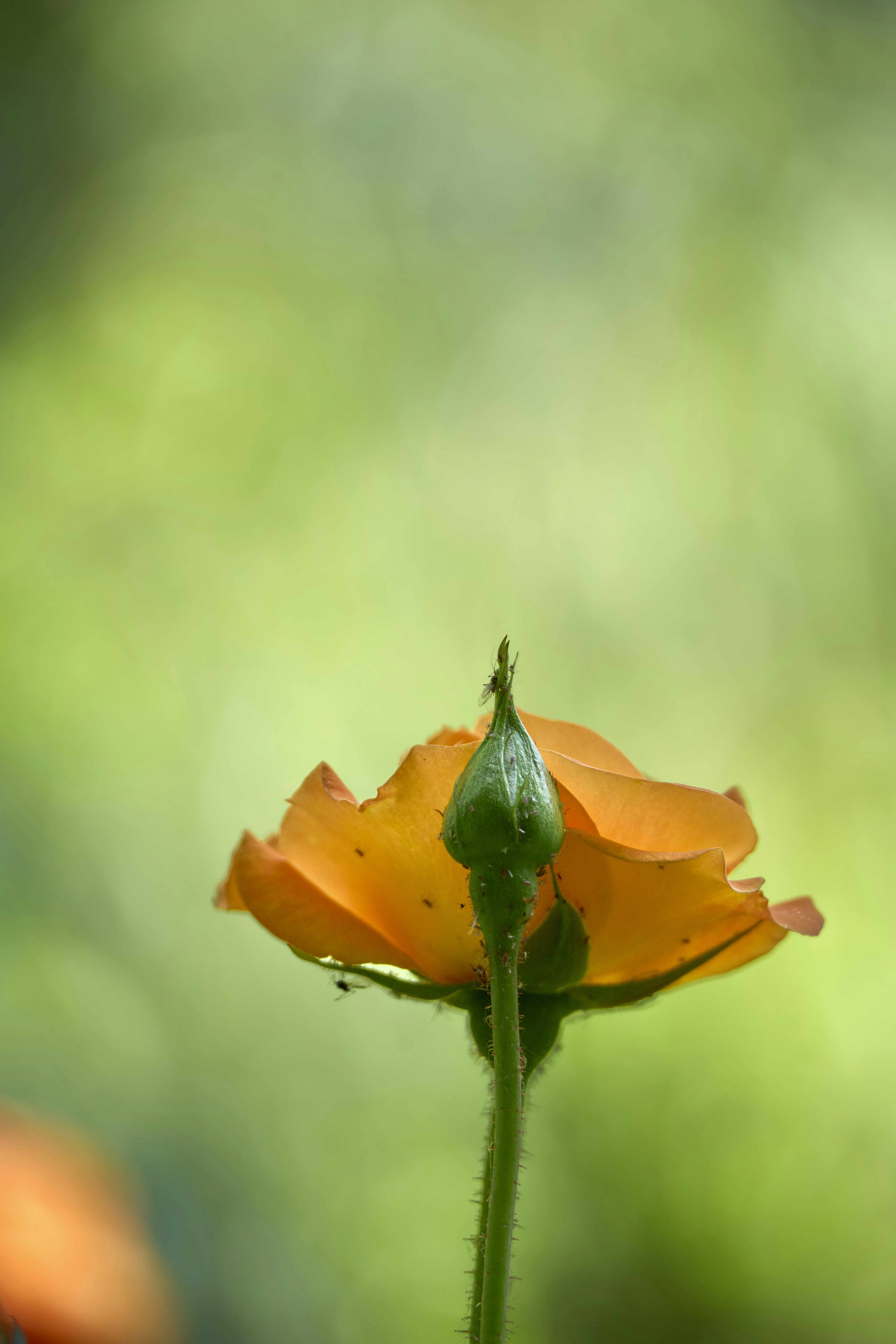 Orange rose bud poised against a soft green blur