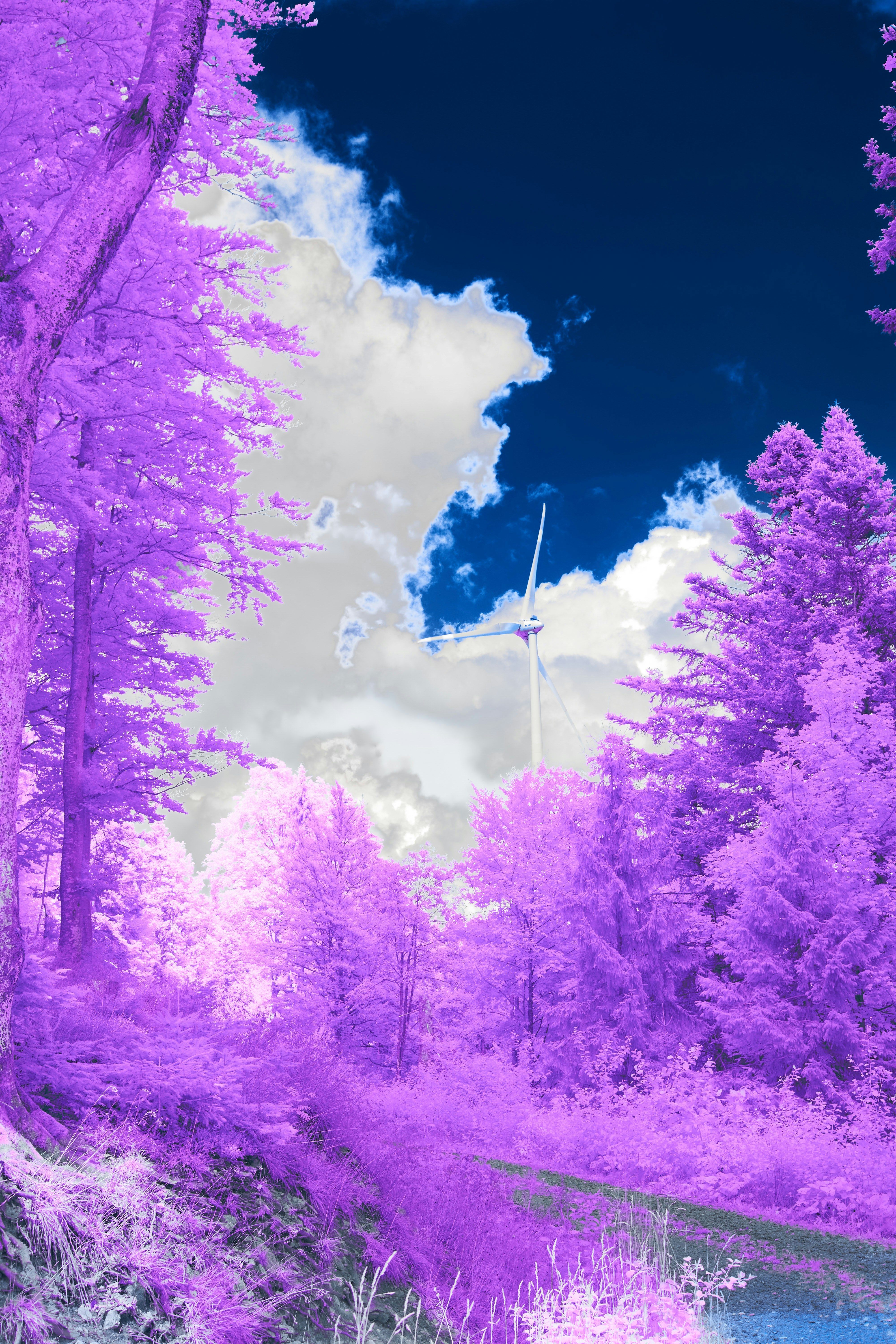 Infrared Woods: A Wind Turbine among Lavender Pines
