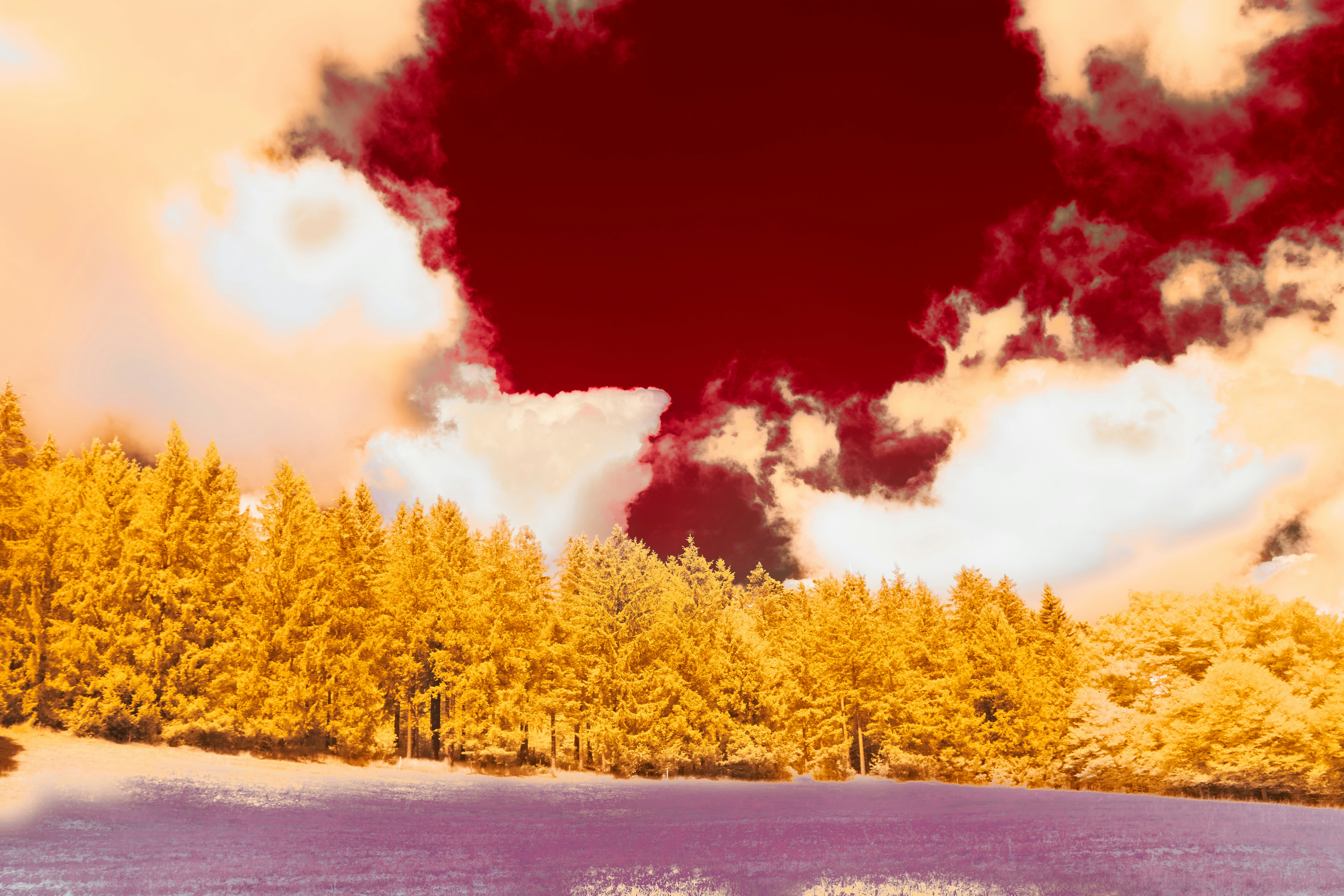 Autumnal Pines Under an Ink-Cloud Sky