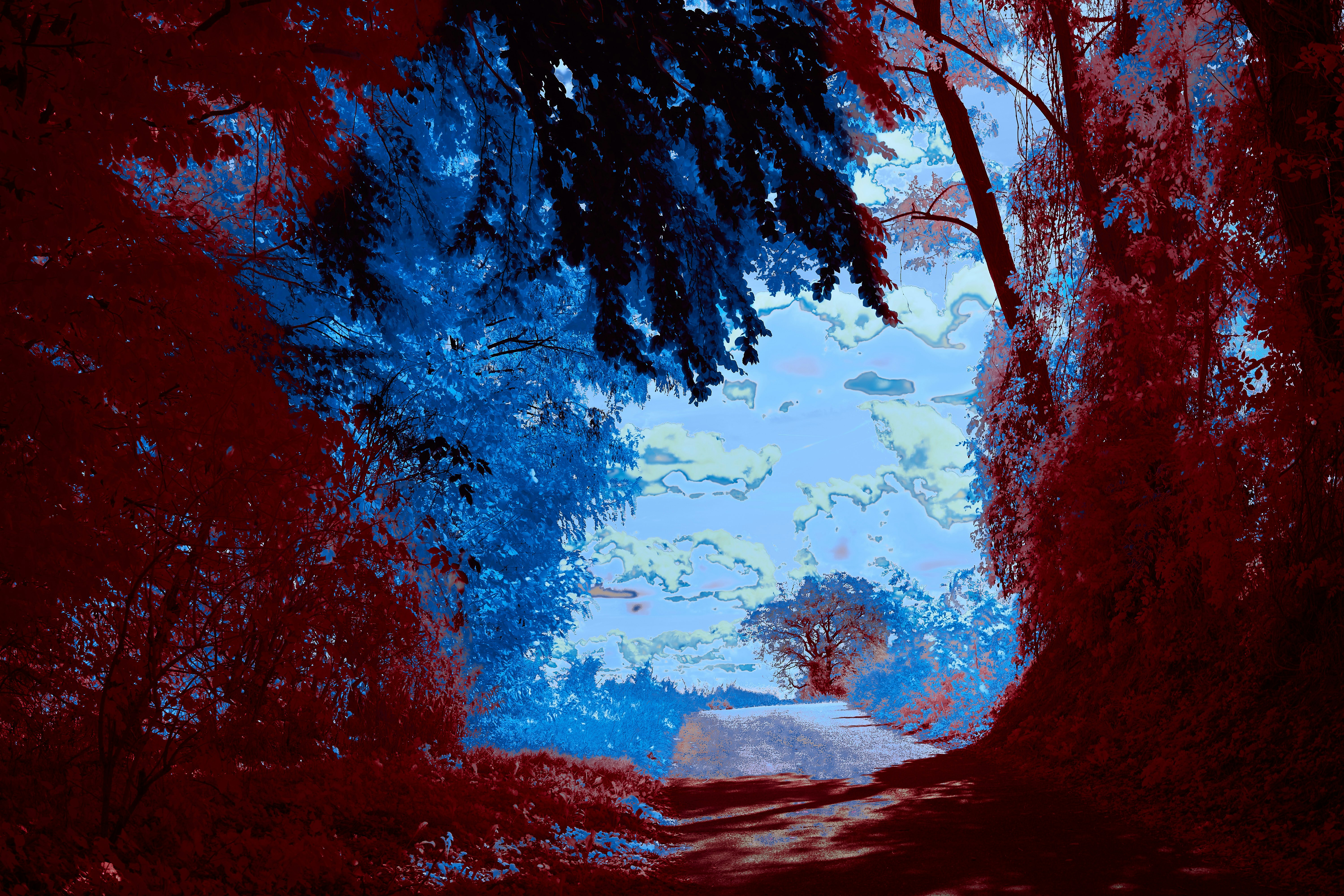 Red Forest Tunnel: A Sunset Path Framed by Vivid Inverted Hues