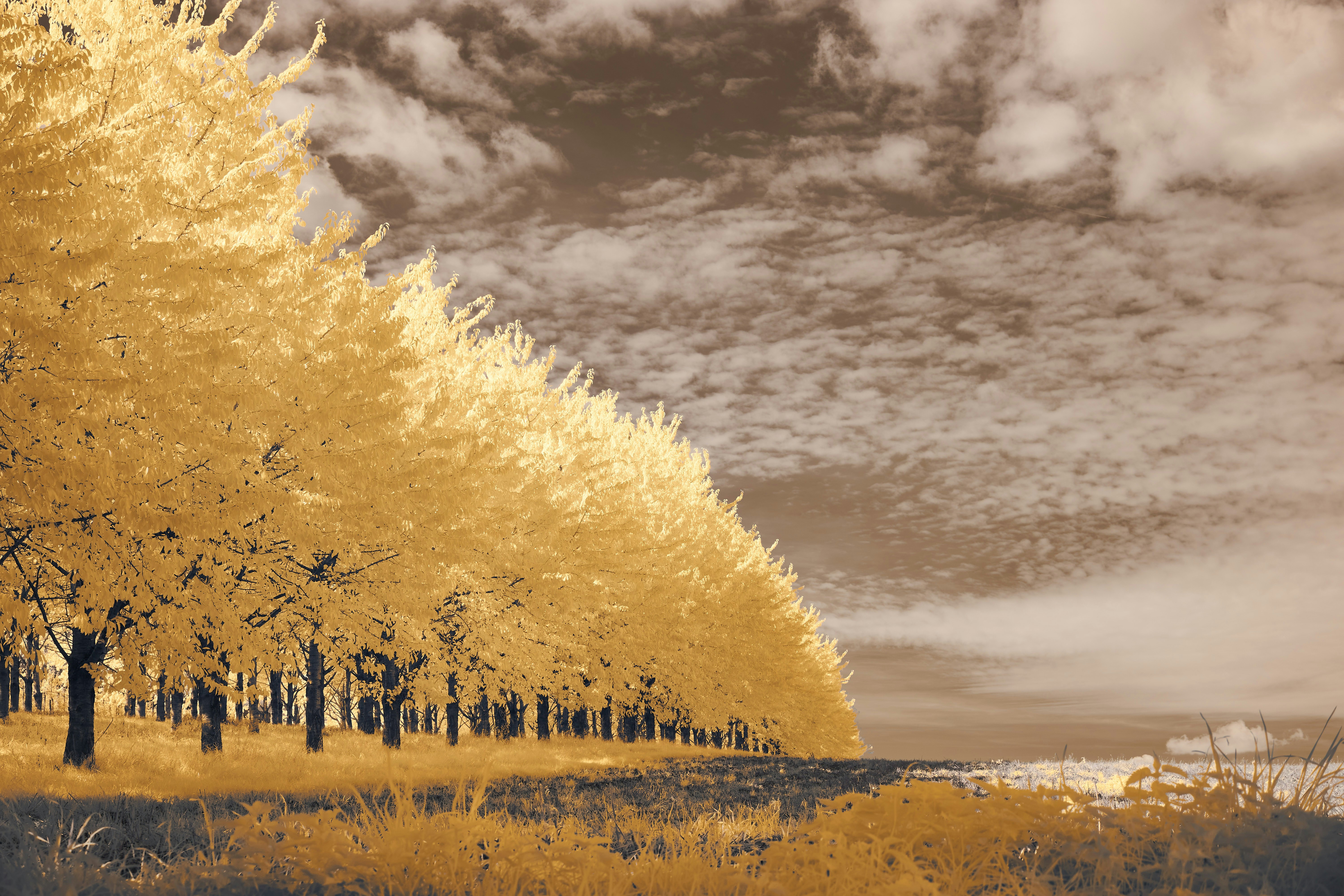 Infrared Avenue: Rows of autumn trees recede toward a distant horizon