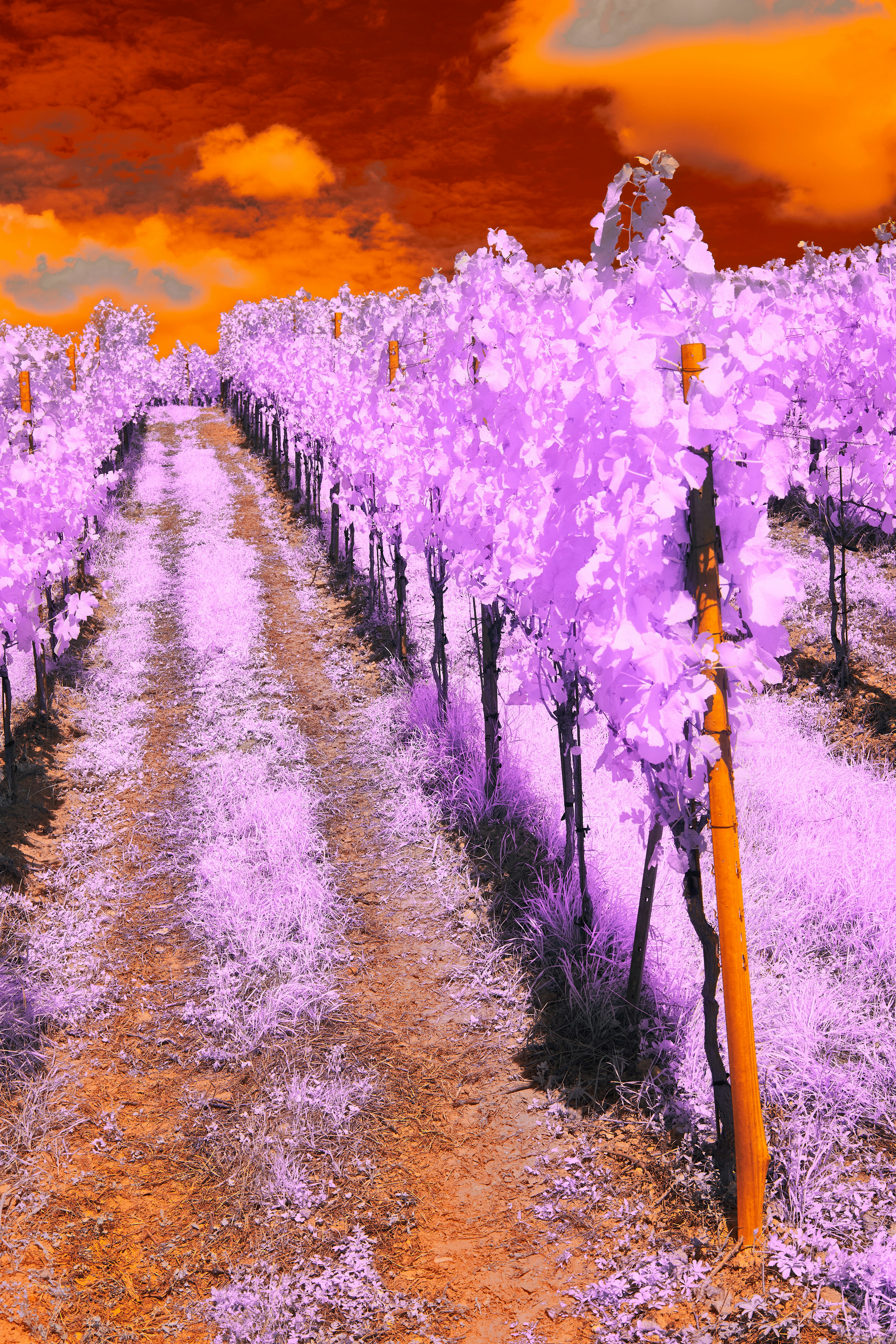 Irradiated Rows: An Alley of Lavender Haze under a Fiery Sky