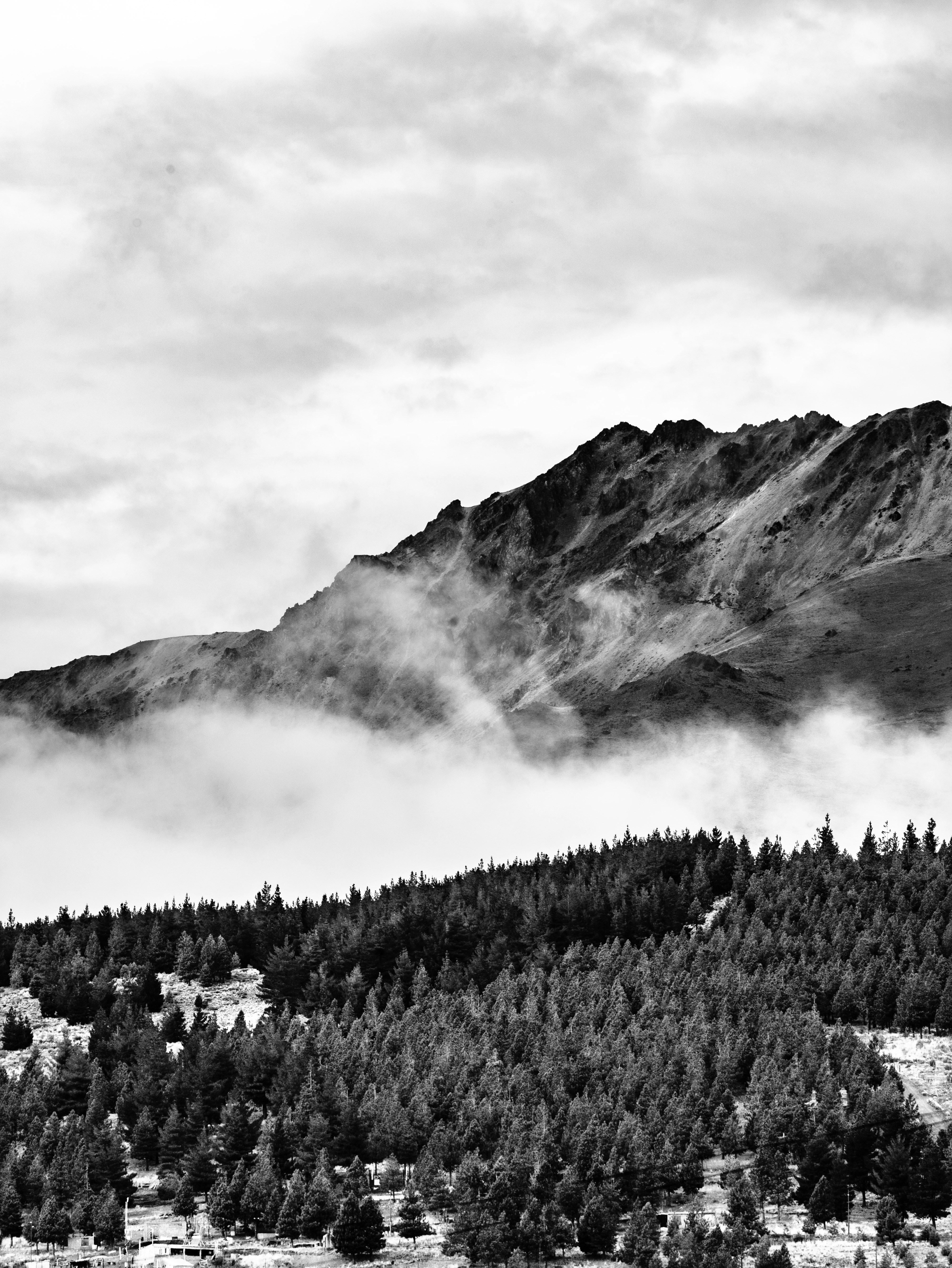Mist over the Pines: A Mono Mountain Pass