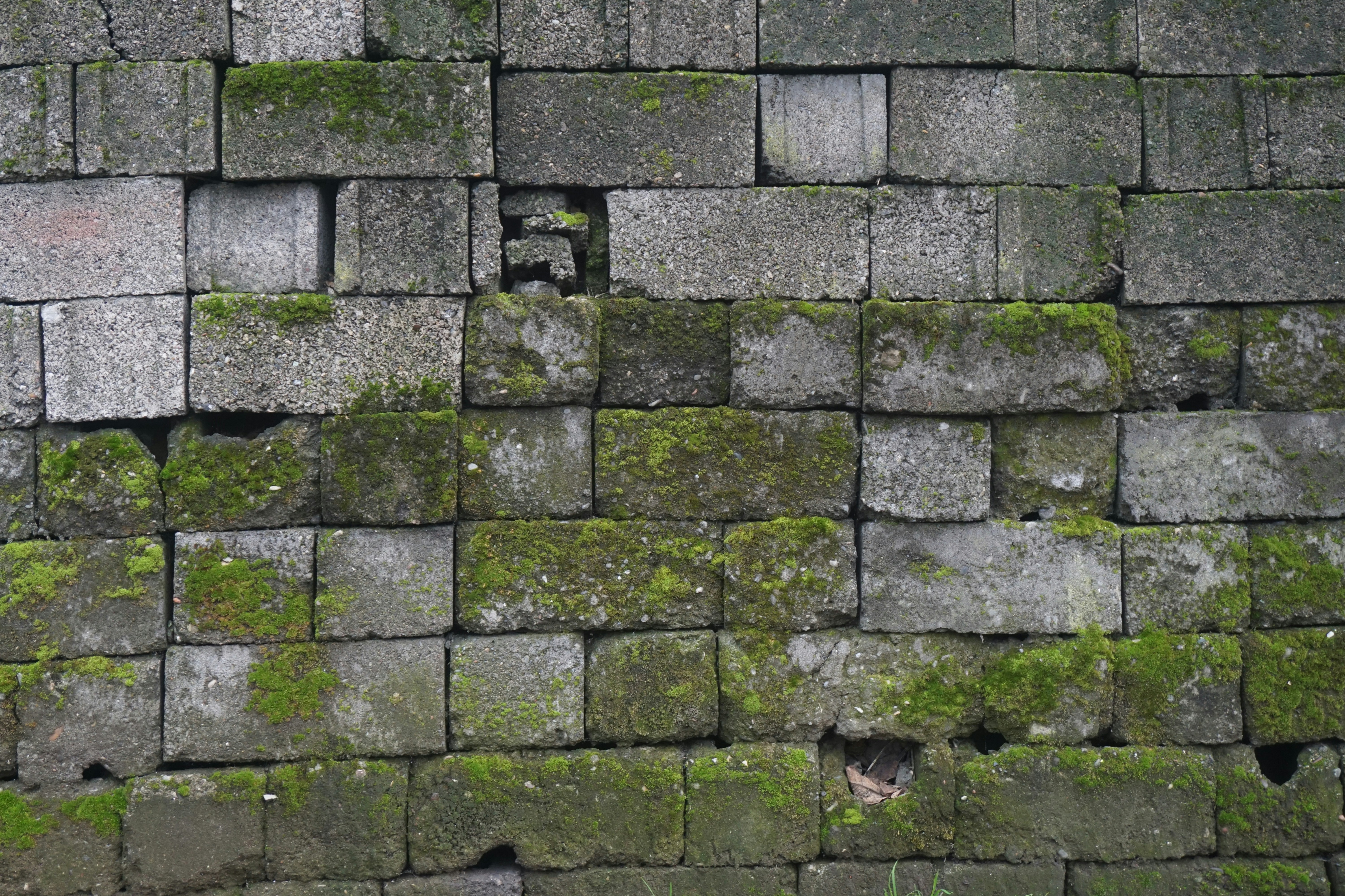 Moss-Clad Stone Mesh: A Quiet Wall of Time