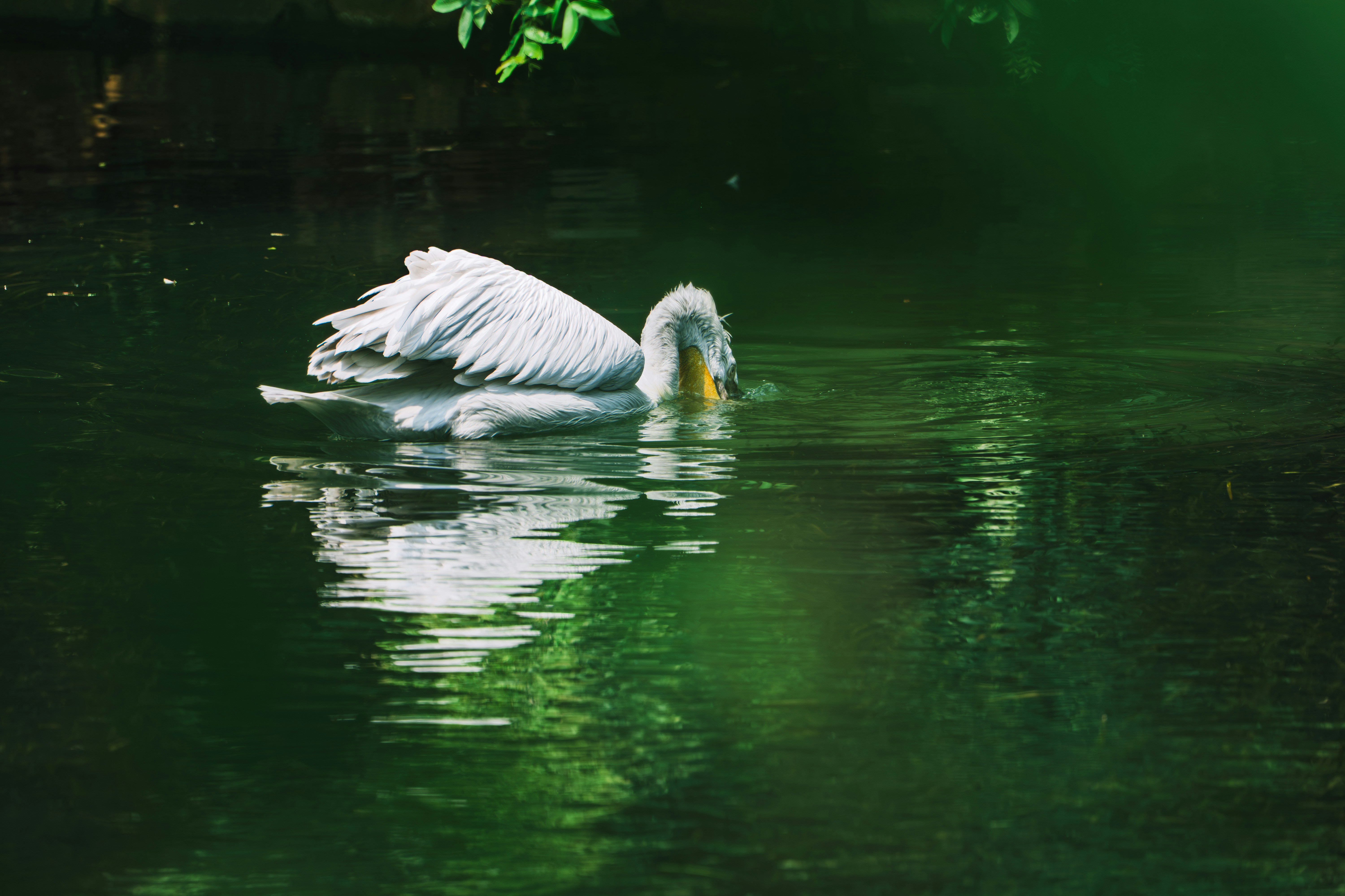Silent Swoop: A Grebe Nude of Quiet Ripples