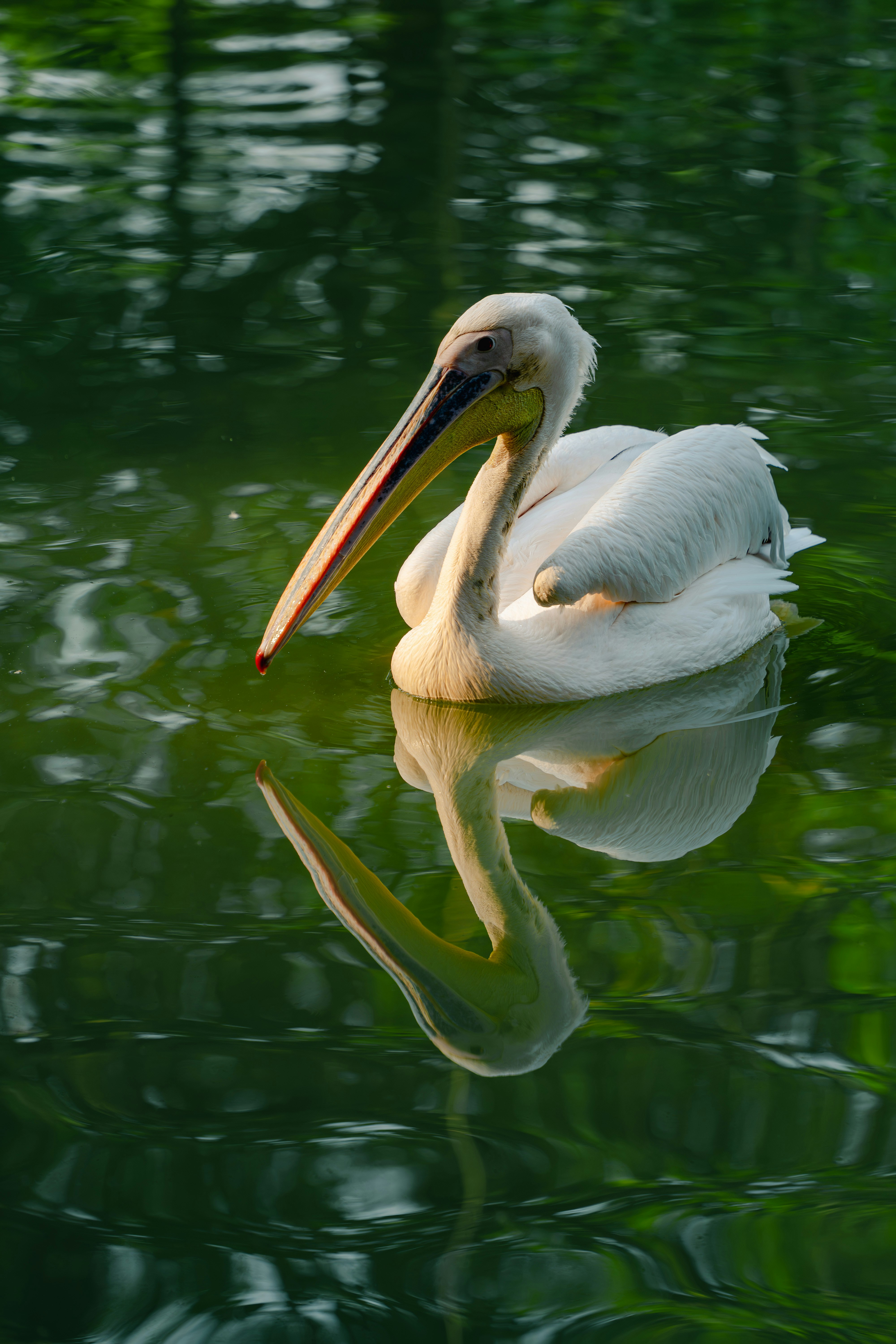 Liquid Ice: A Pelican's Quiet Repose on Green Mirror