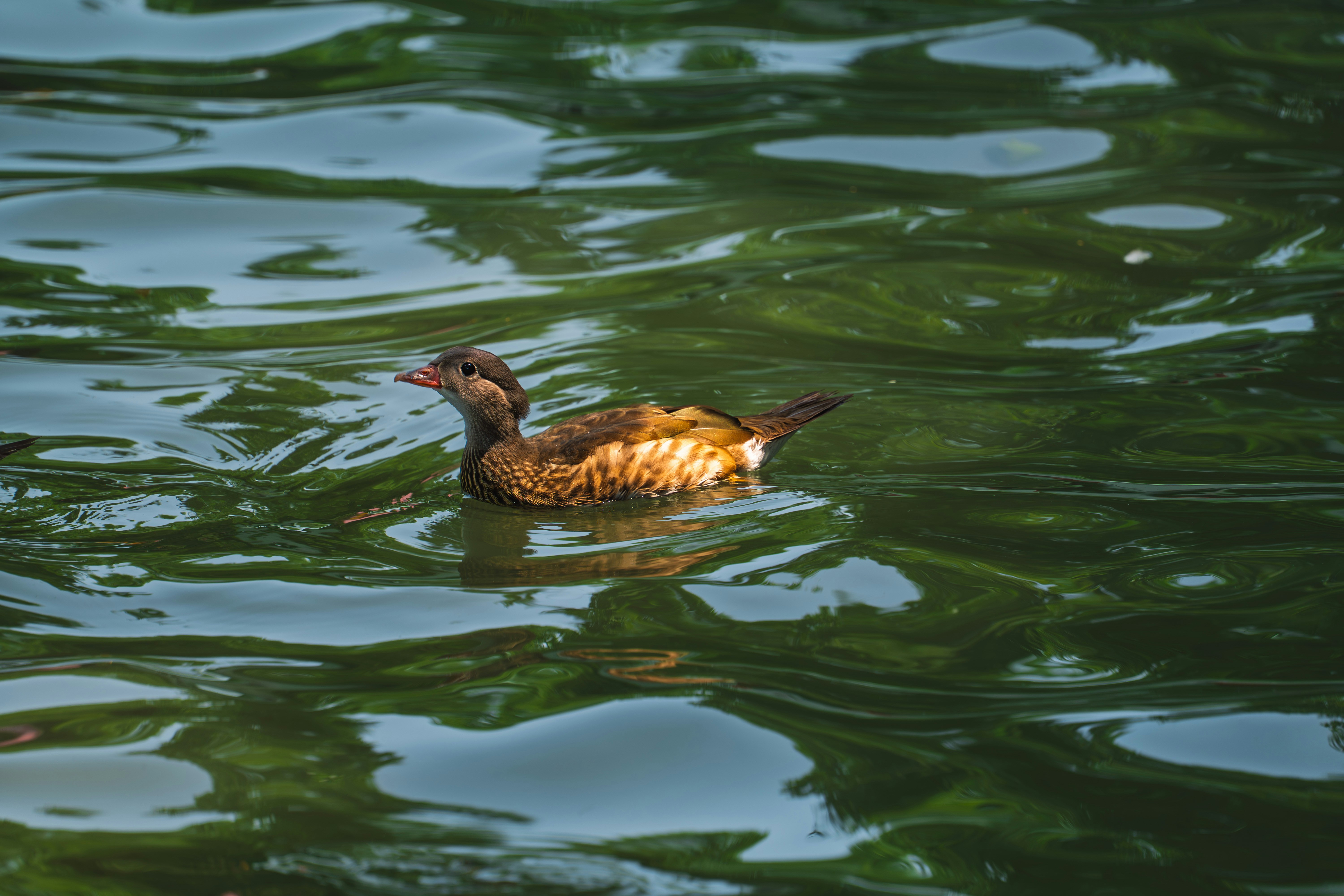 Little Duck on a Fluid Mirror