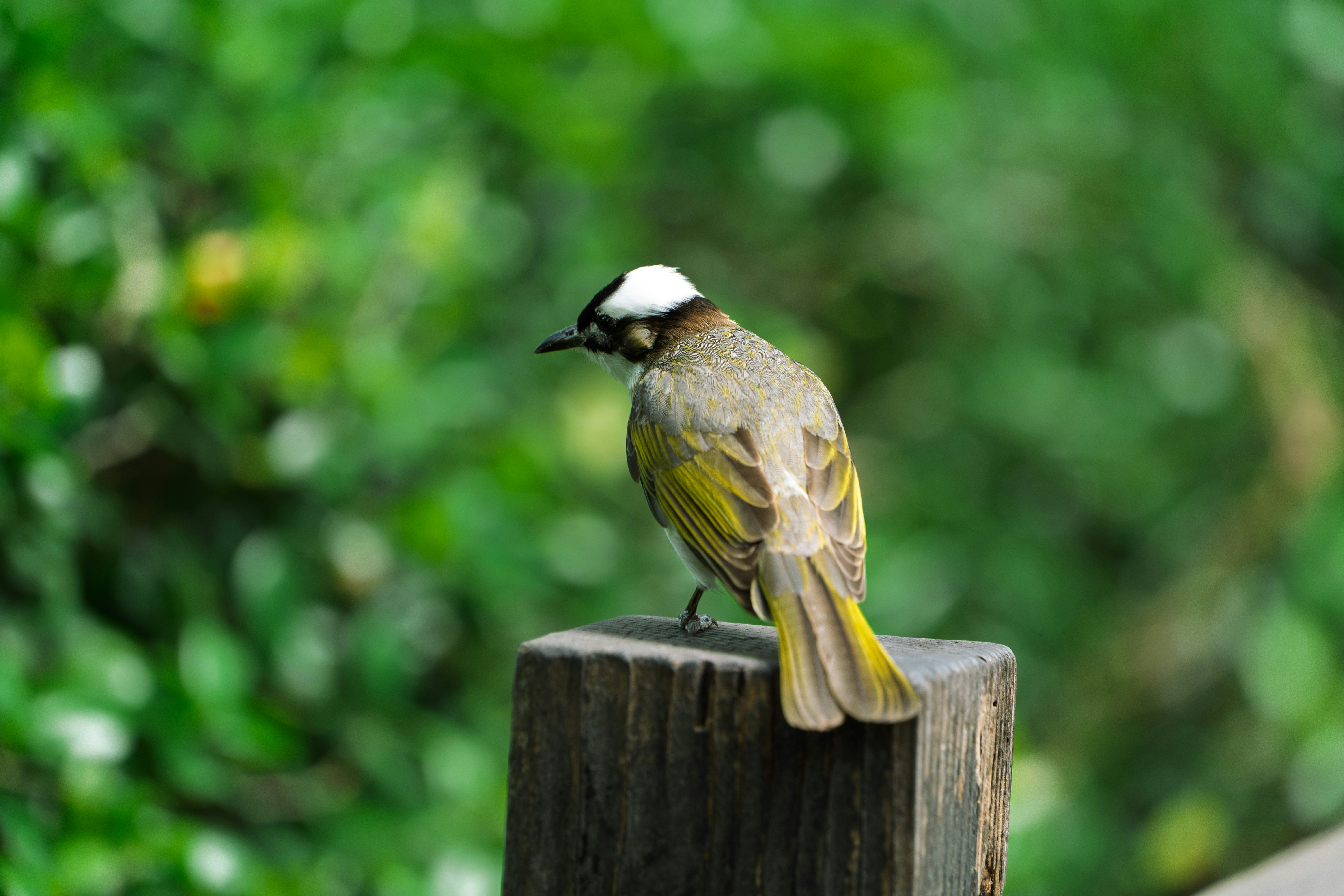 Perched in Green: The White-Crowned Finial on a Rustic Post
