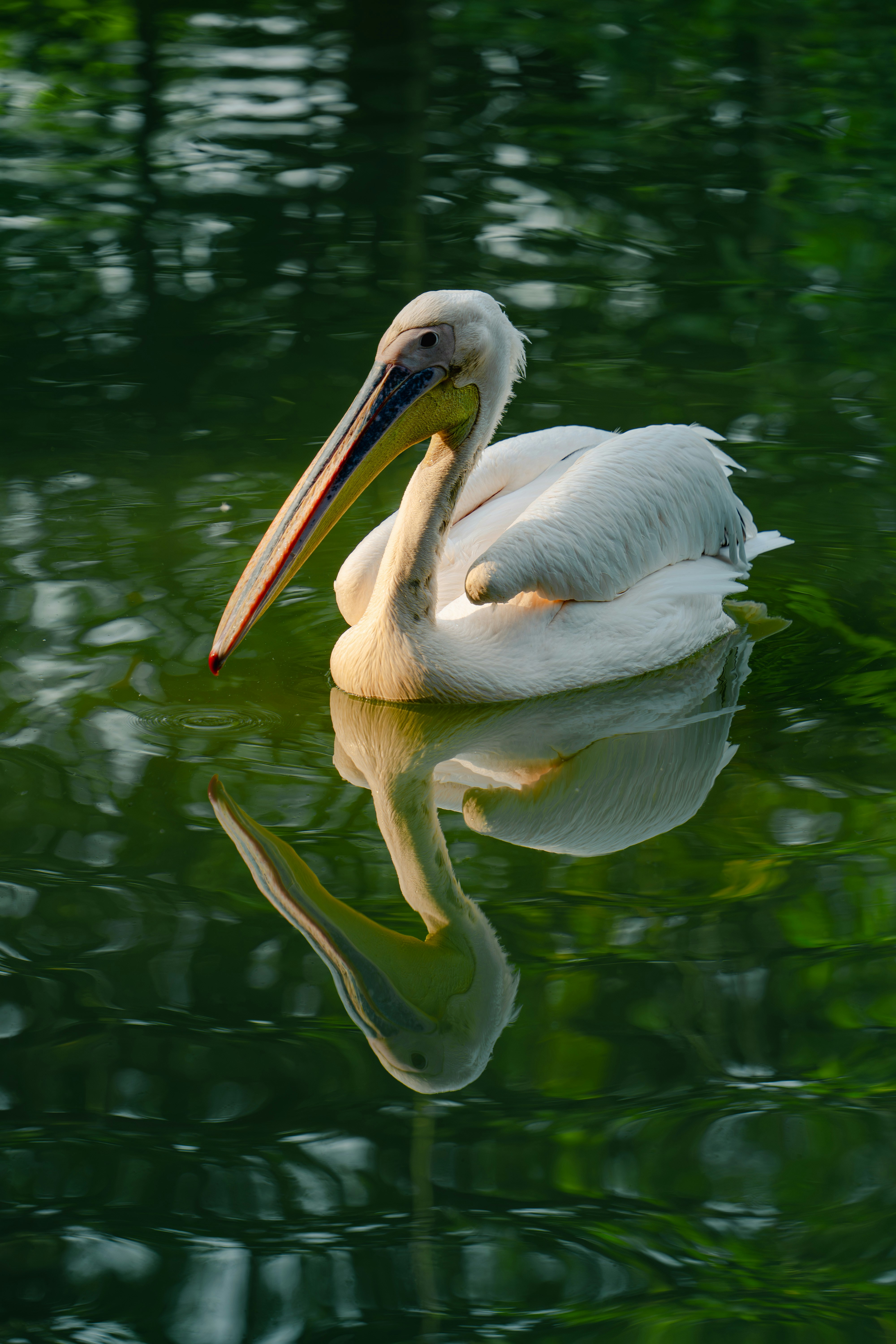 Mirrored Grace: Pelican at Rest on Emerald Glass