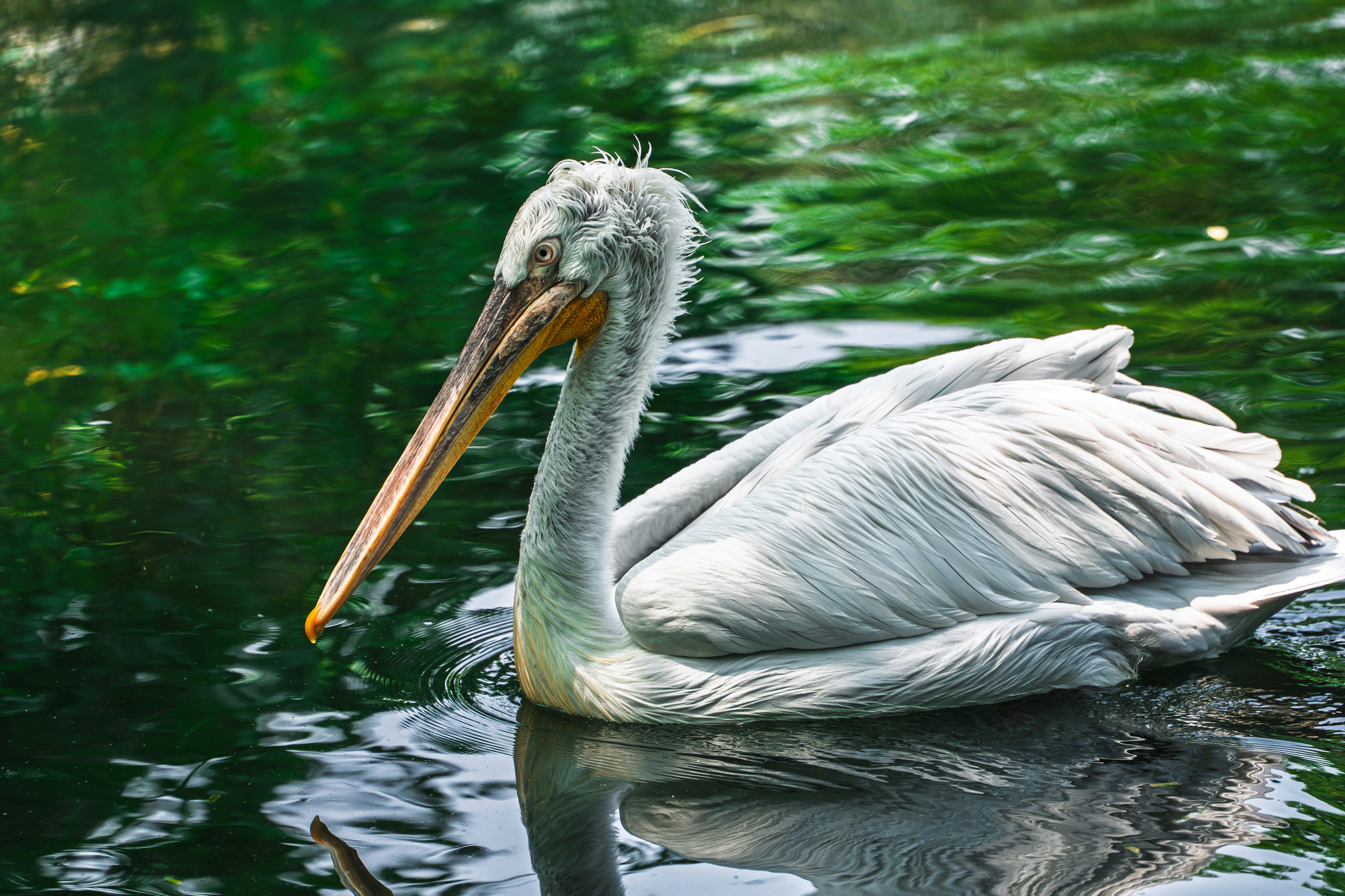 White Pelican on Calm Green-Reflected Waters
