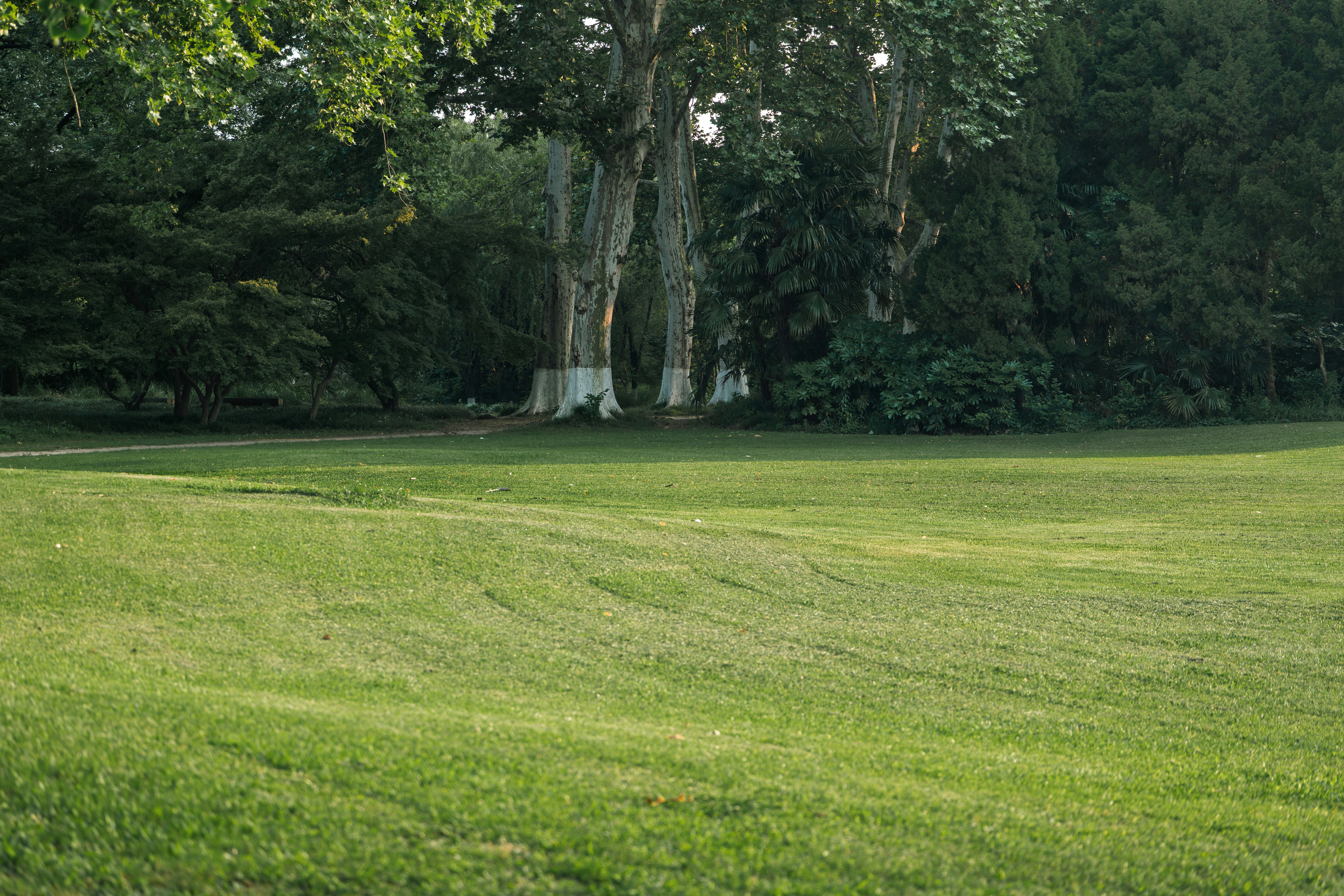 Gentle Crest: Sunlit Grassy Ridge Framed by Sunlit Trees