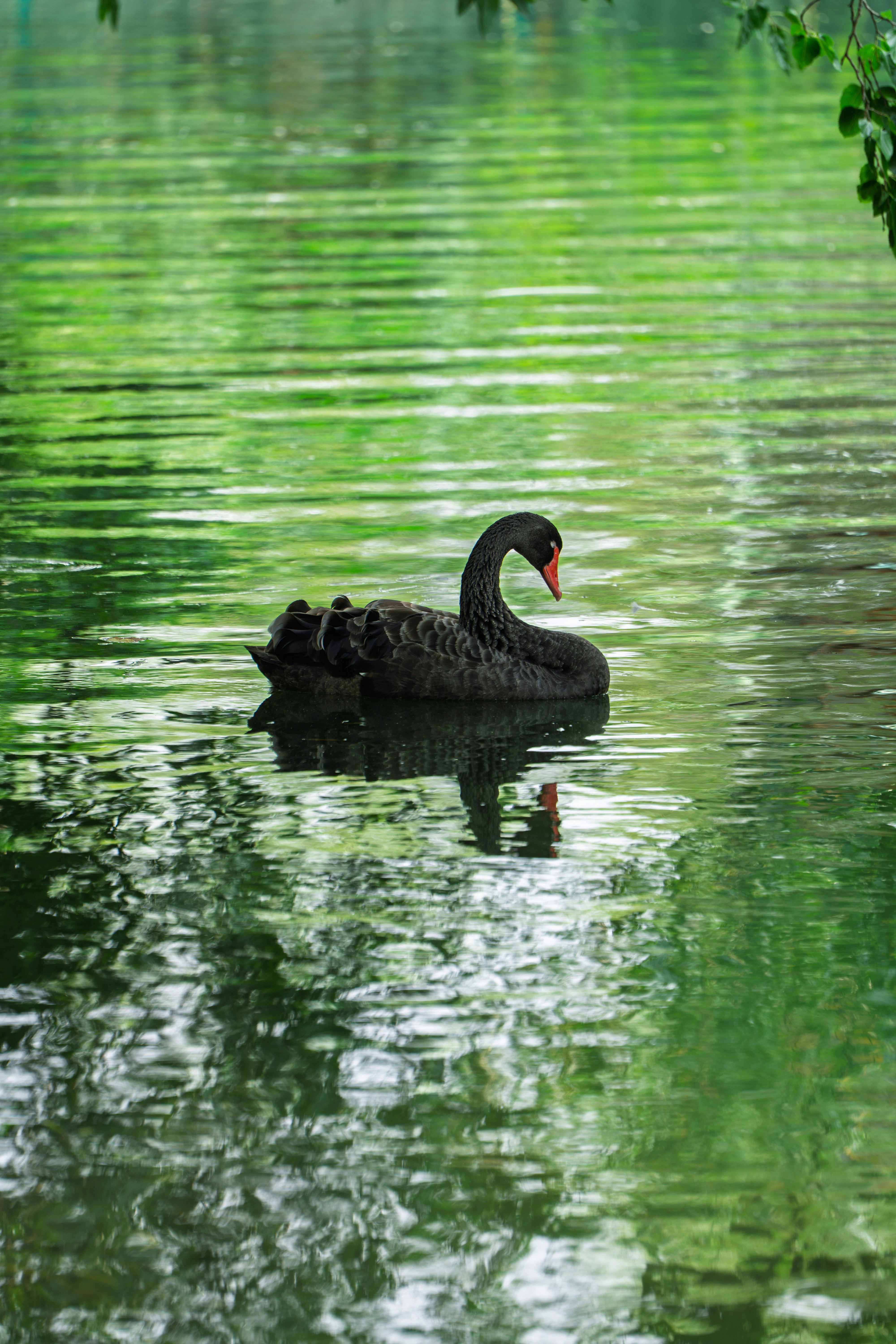 Black Swan on a Green in-between