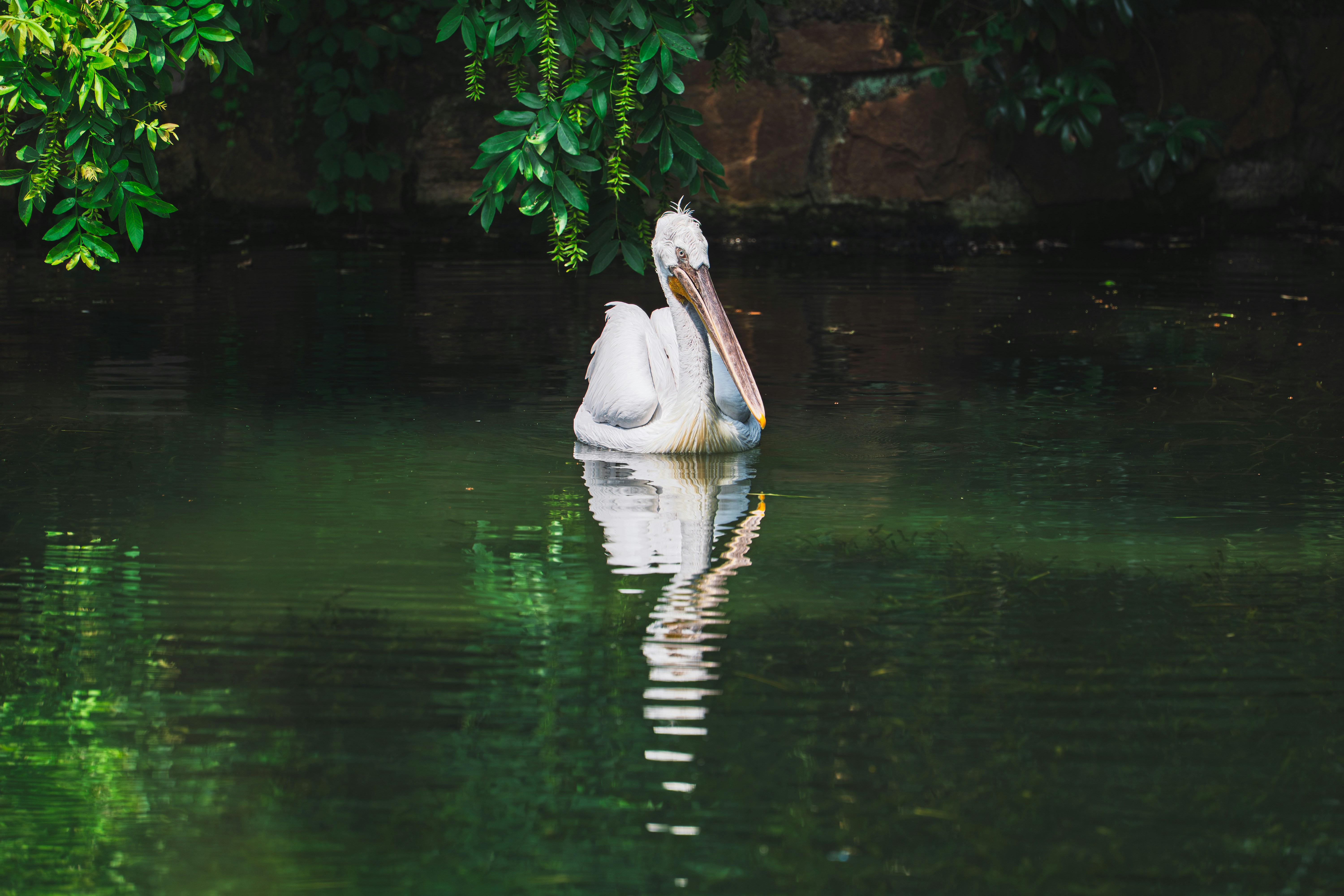 Solitary Pelican Amid Reflections