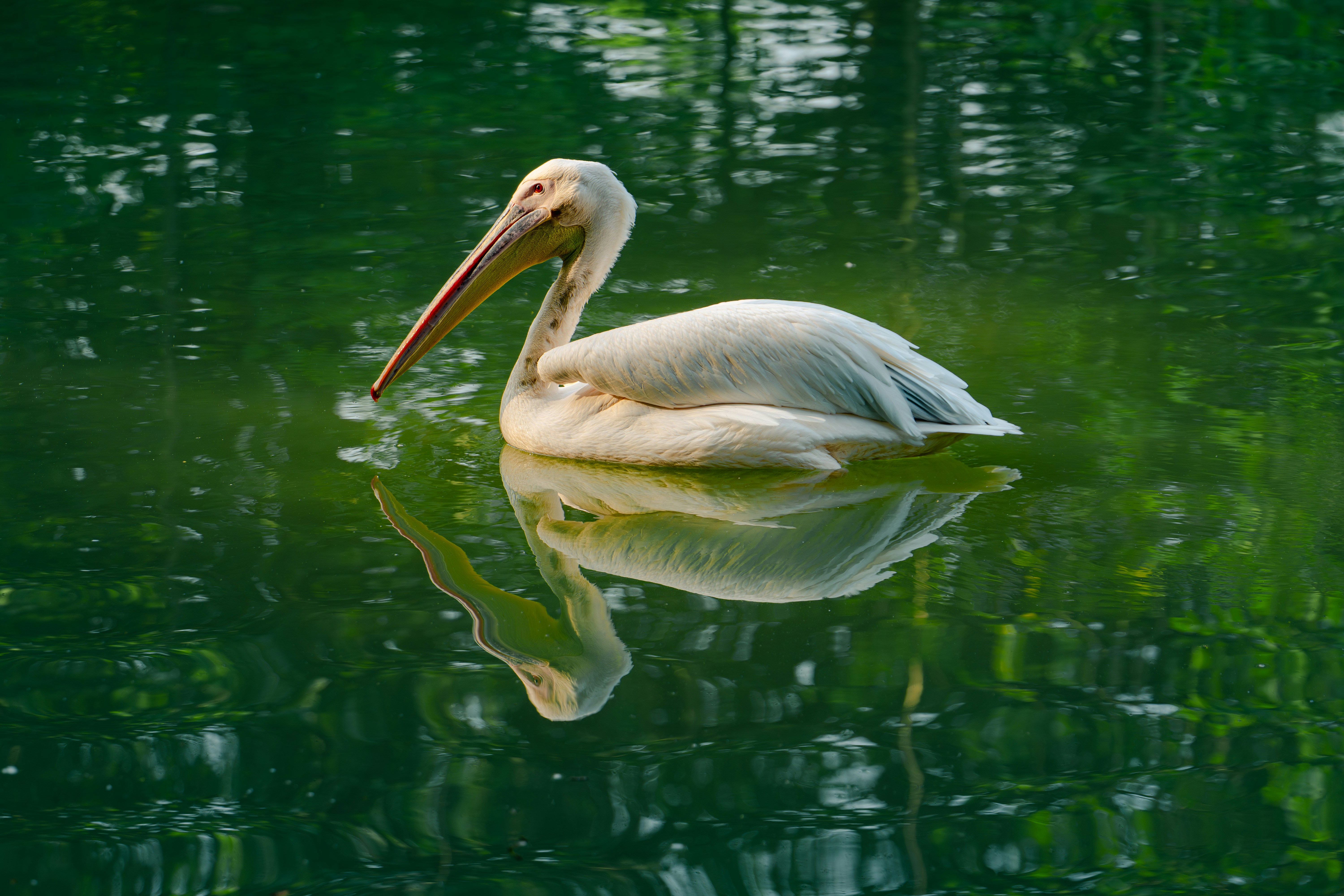 Ghostly Glide: White Pelican on a Velvet Green Pond
