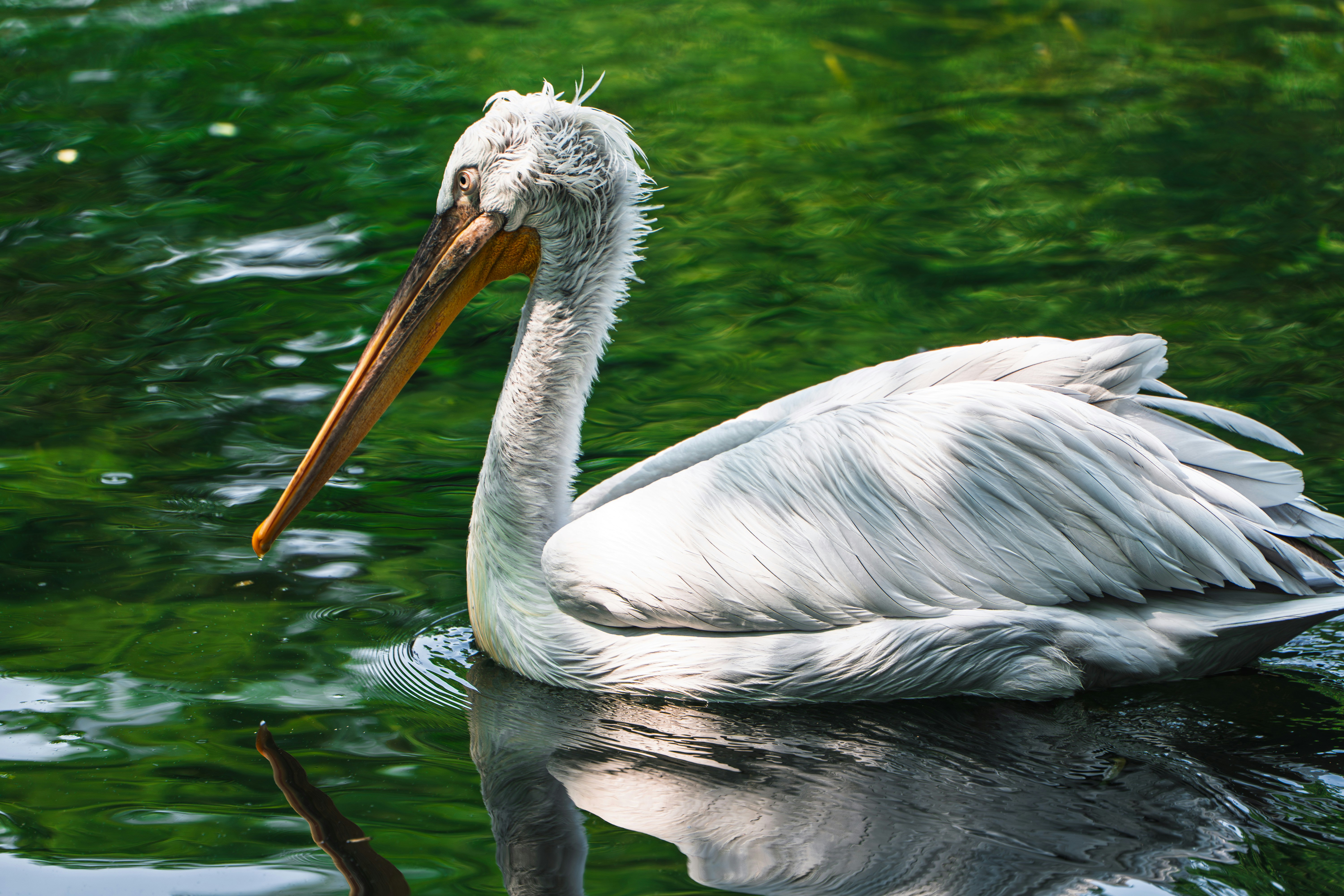 White Heron on Glassy Green Mirror