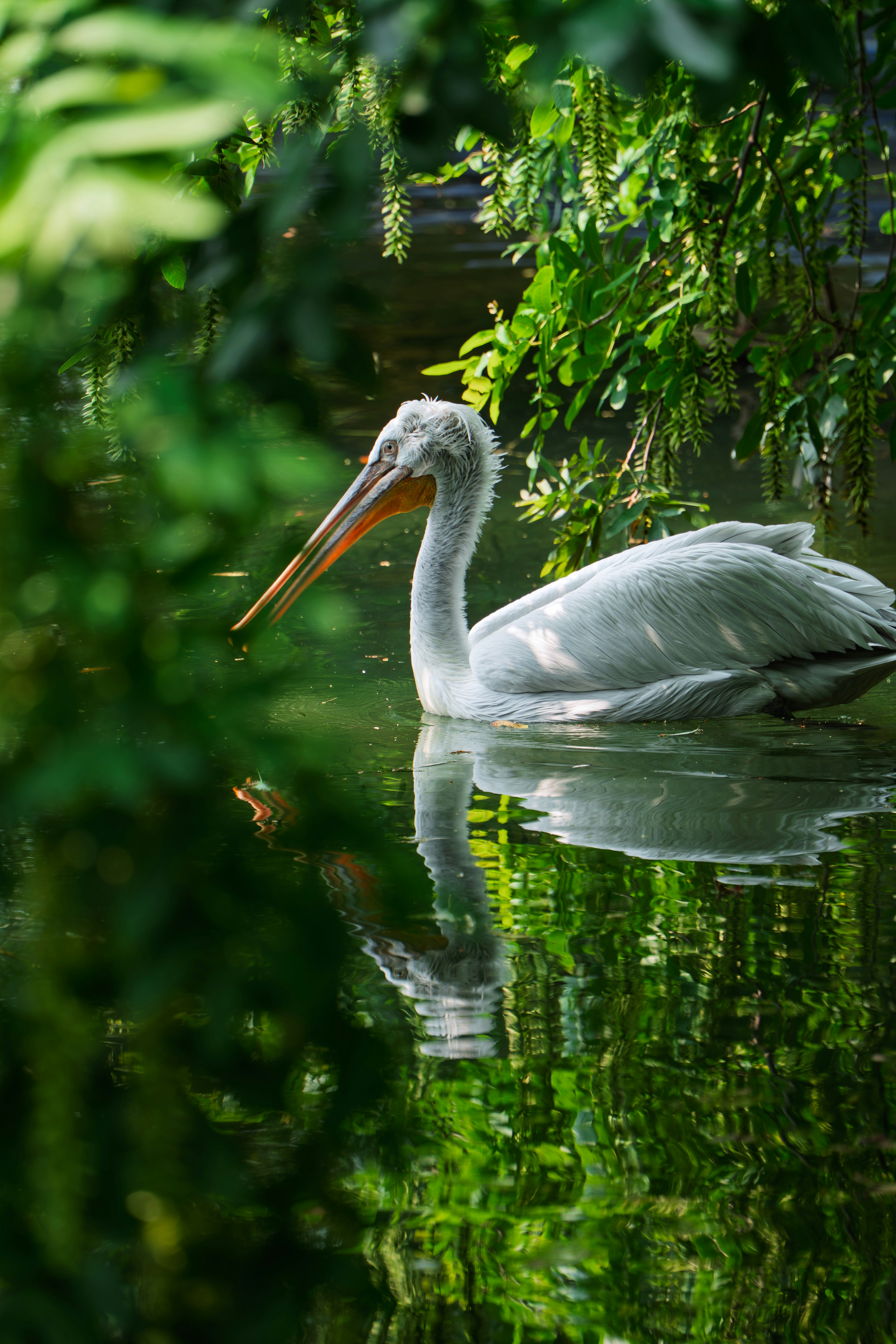 White Pelican on Silken Water, Framed by Green Dappled Shade