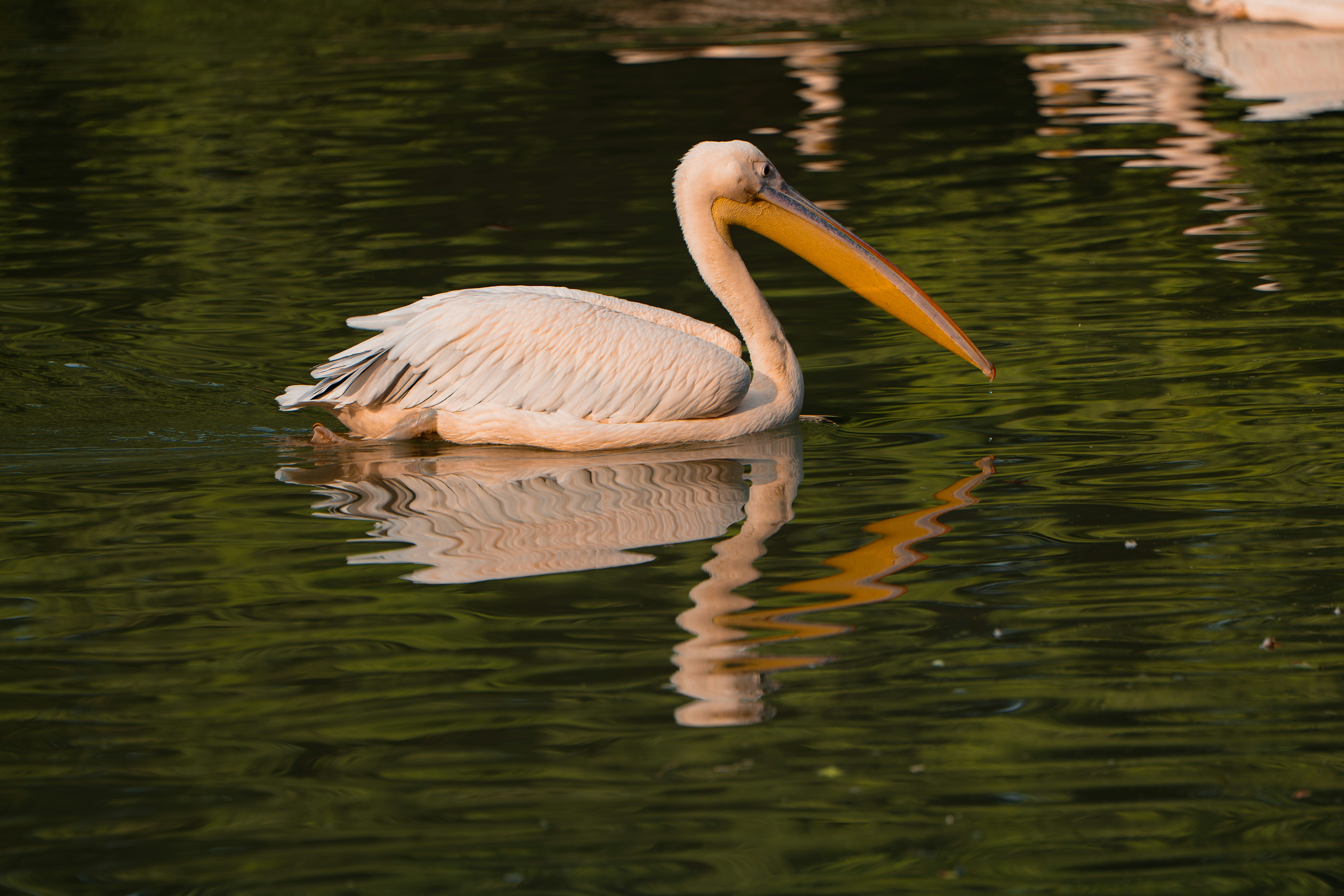 Pelican Silhouette: Quiet Glide Across Dusky Green Reflections