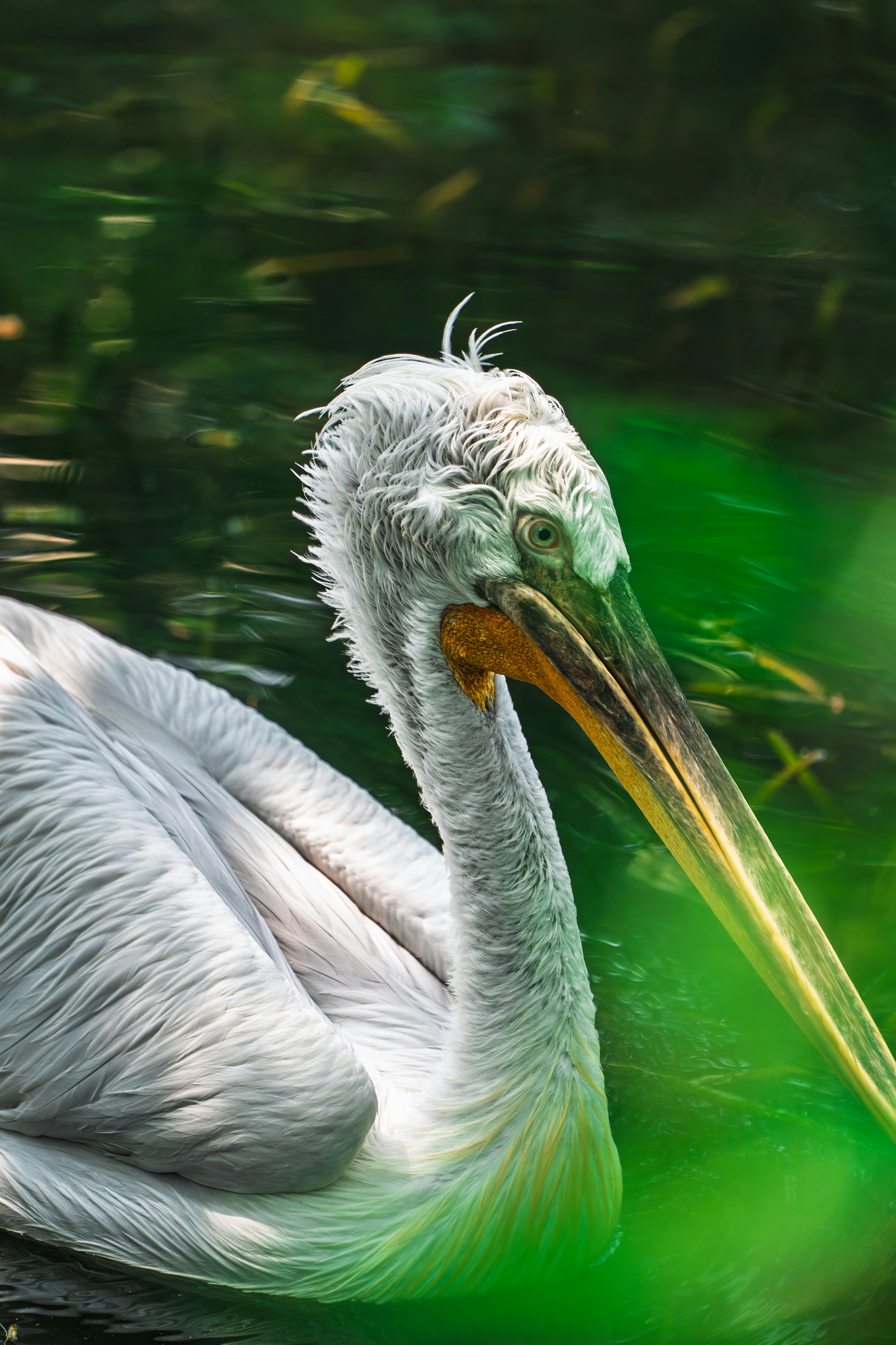 White Heron in Green Veil: Close-Up on the Long Beak