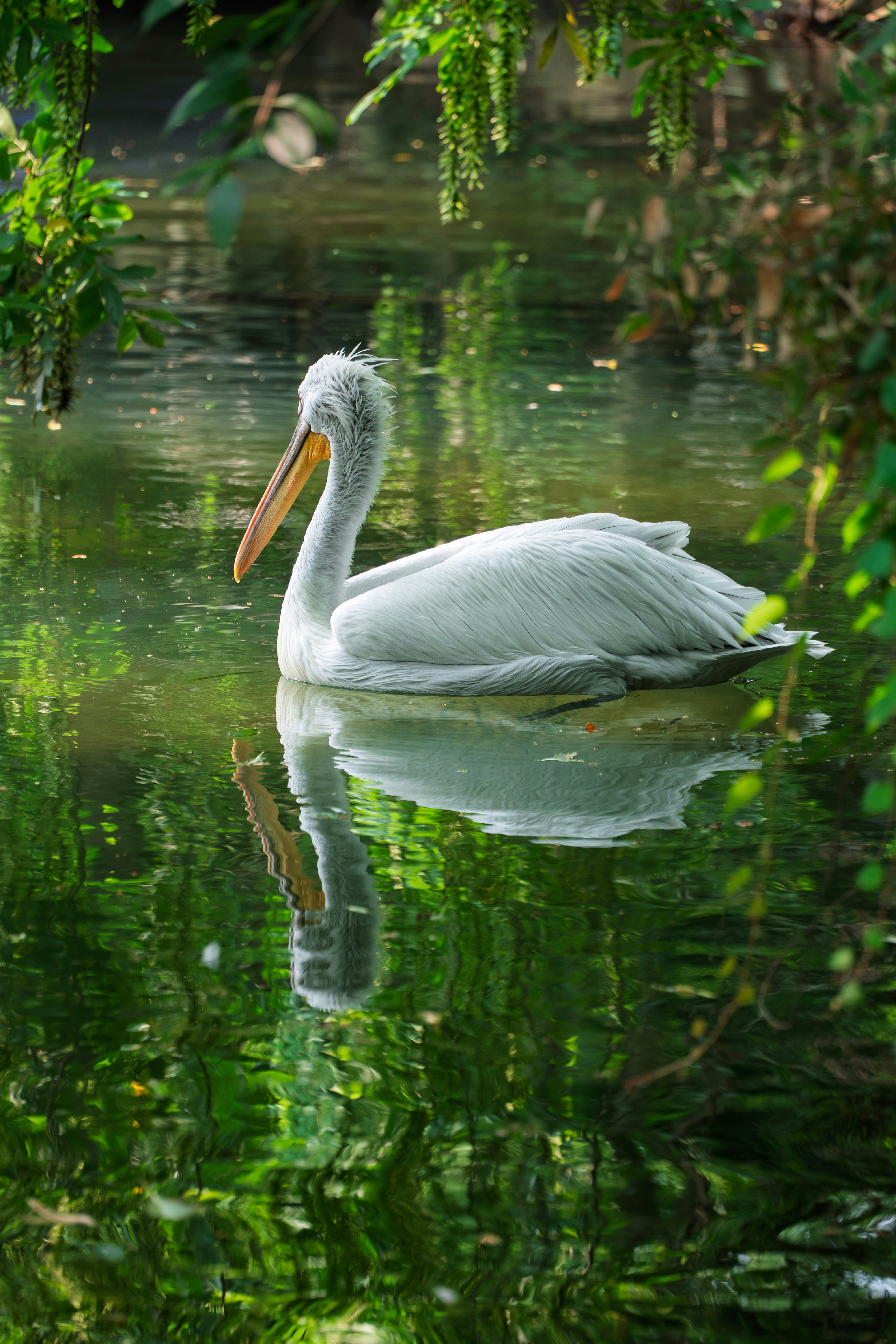 Emerald Mirror: A Pelican’s Serene Drift