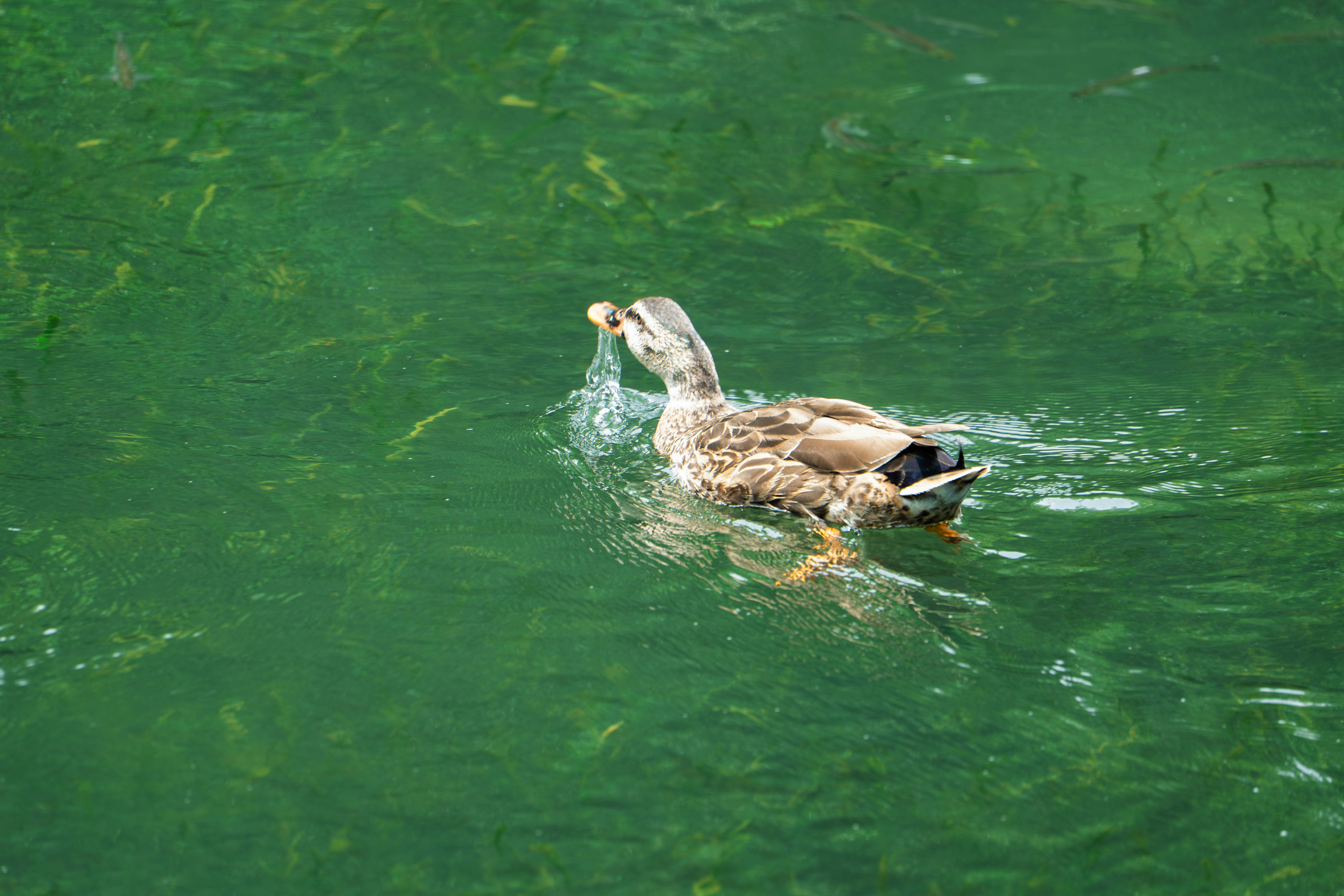 A lone duck glides through vivid green water, creating ripples as it feeds near the surface. The scene highlights natural color and calm movement.