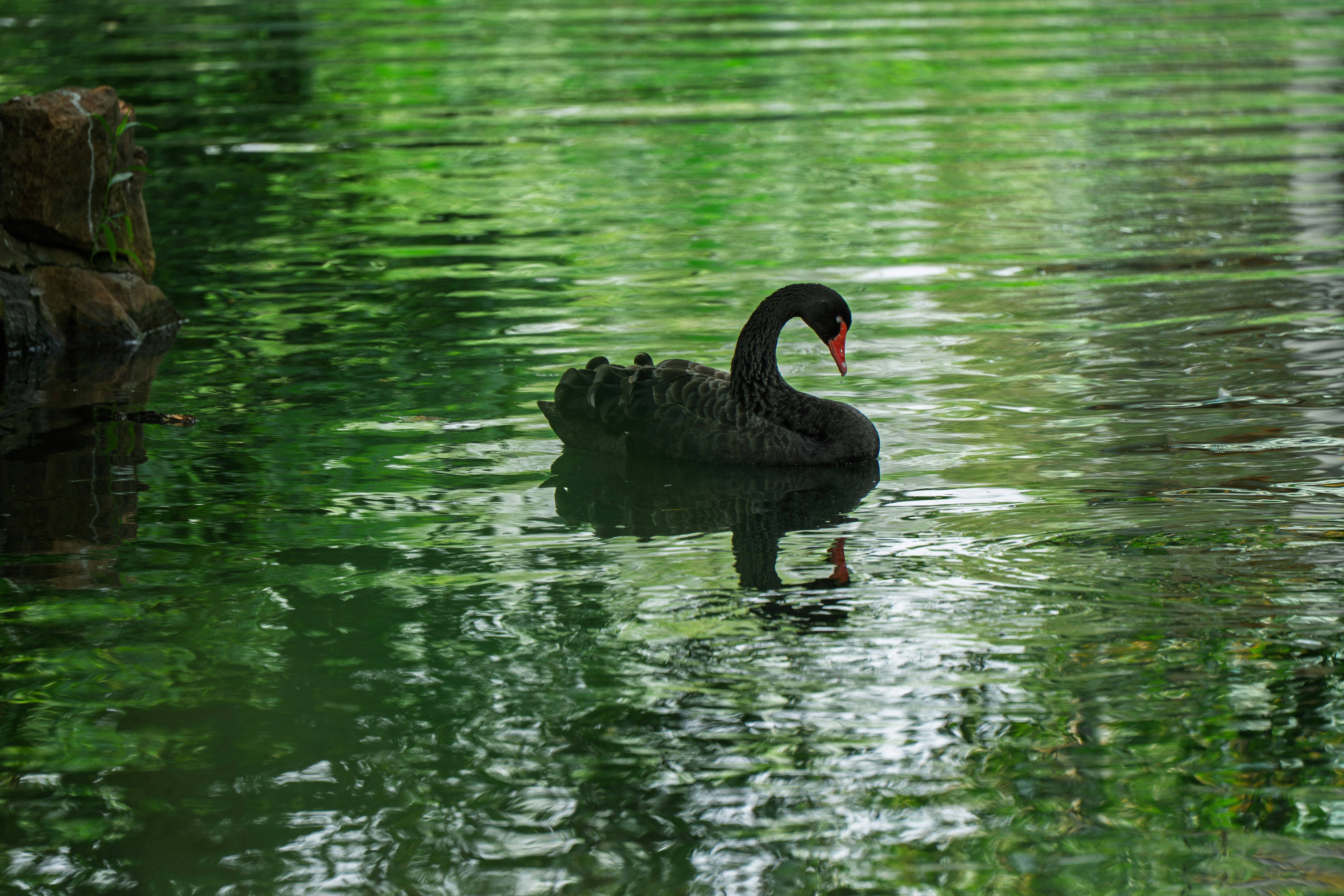 Black swan gliding through a mirror-green pond