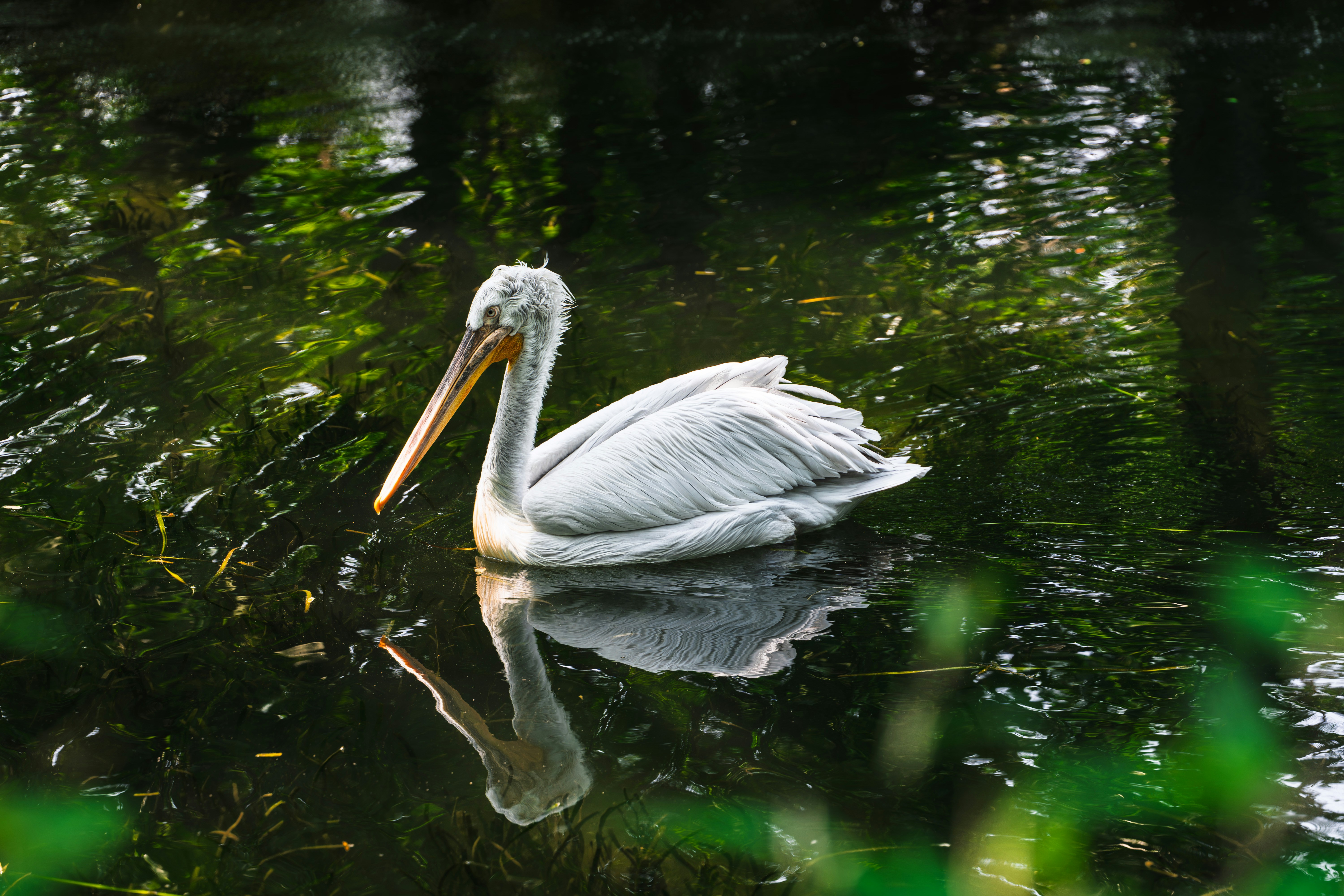 Silent Pelican in a Mirror-black Pond