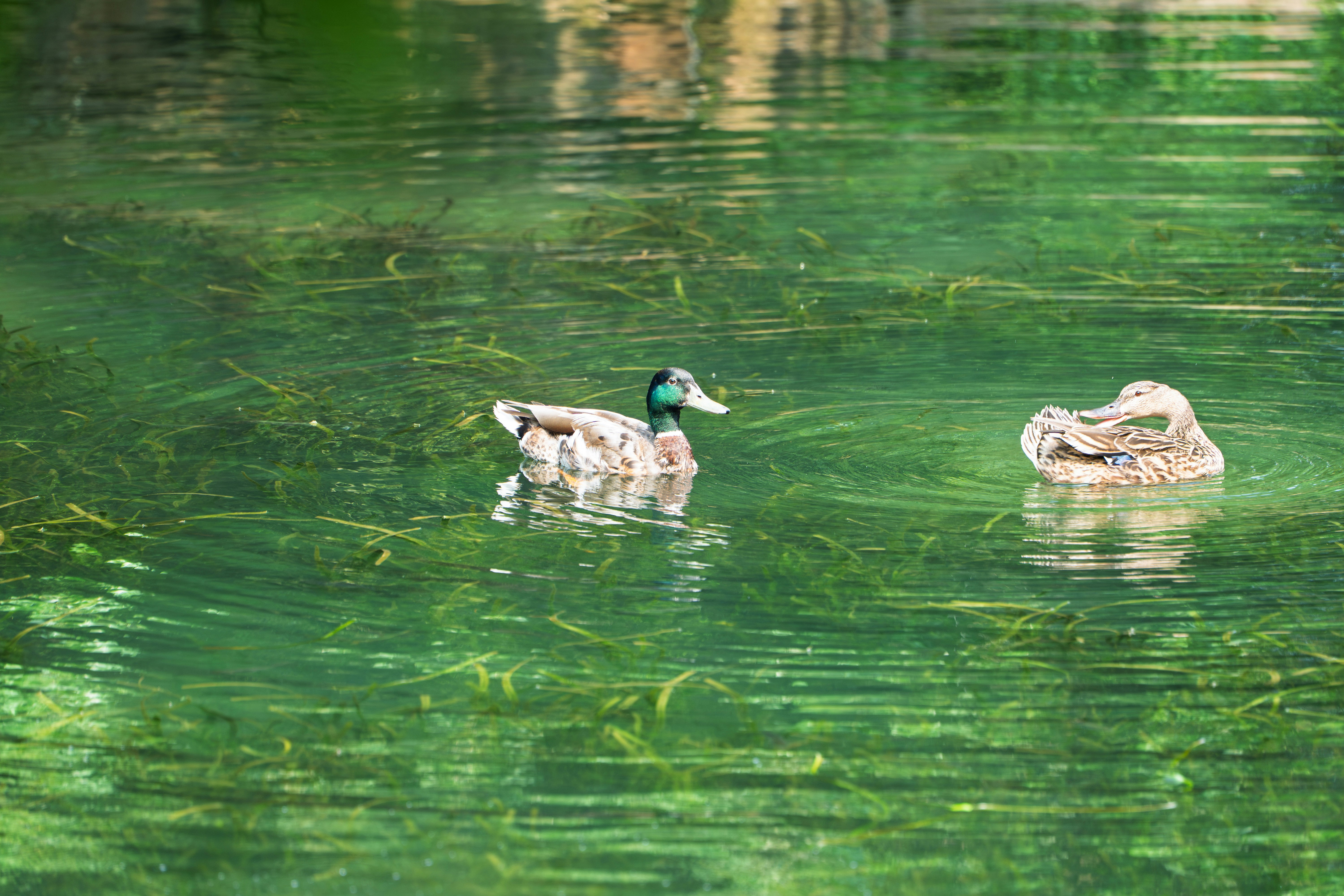 Twin Mallards Amid Emerald Ripples
