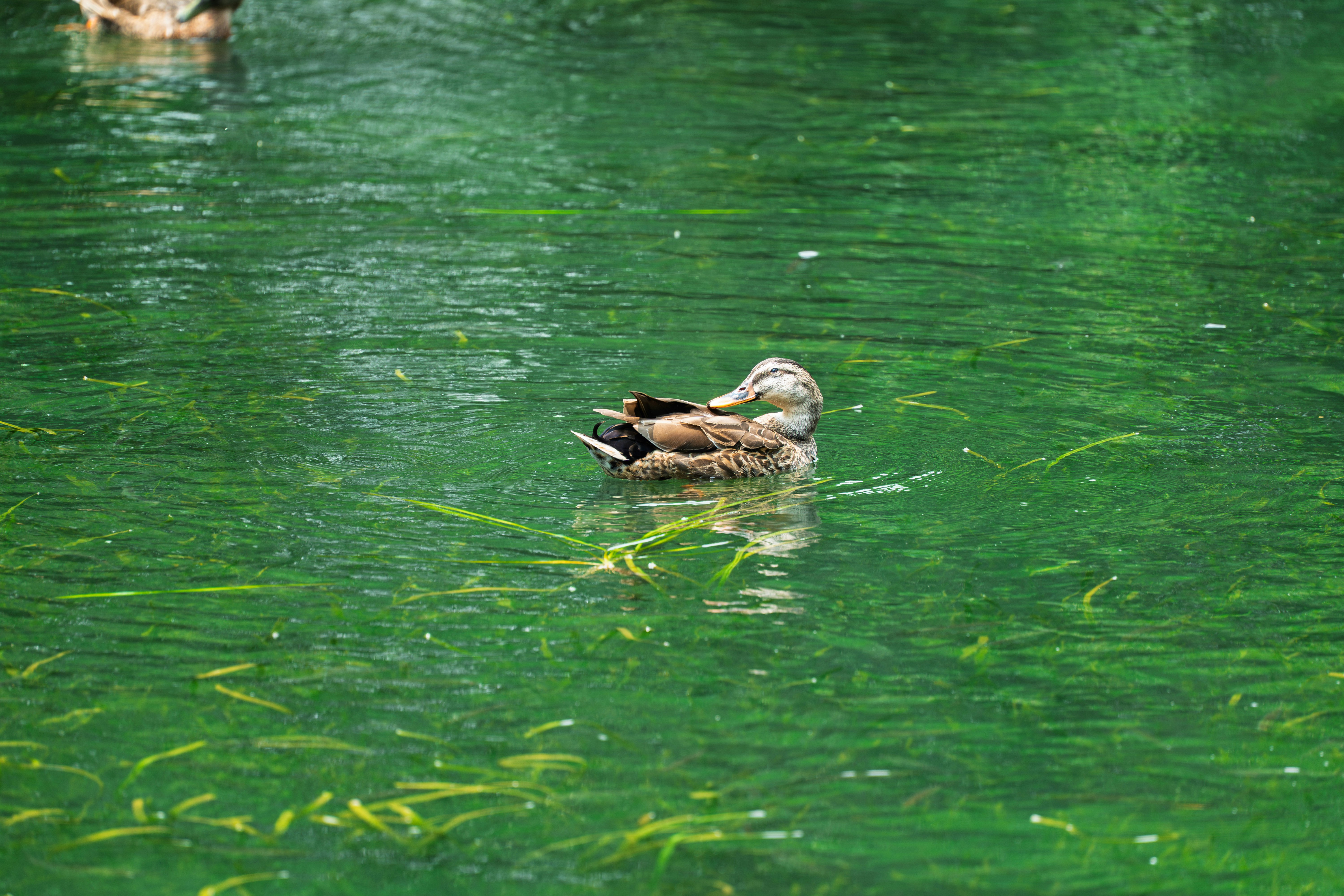 Green River Grays: A solitary duck in a quiet emerald tide