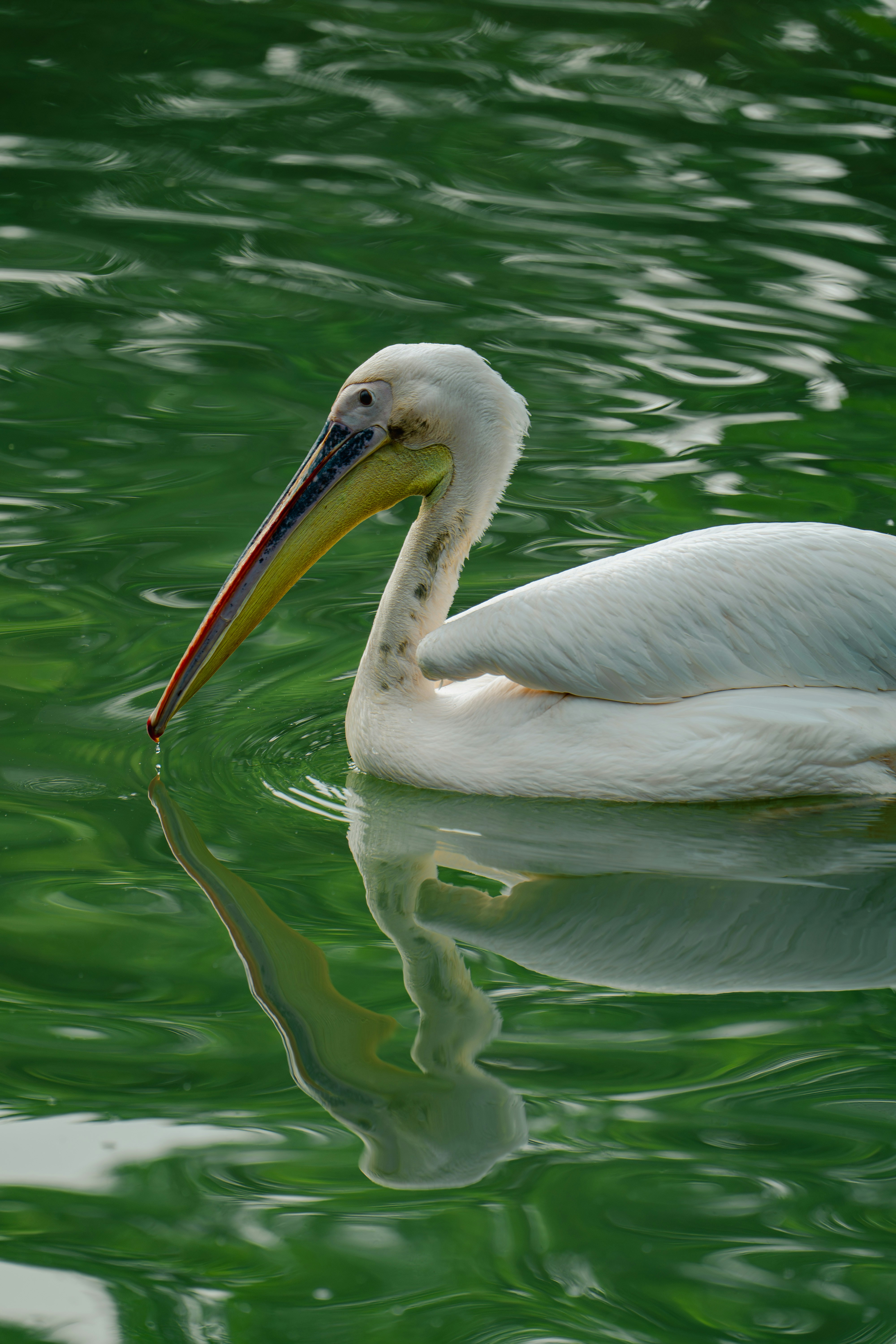 Serene Pelican Reverie on a Green Mirror