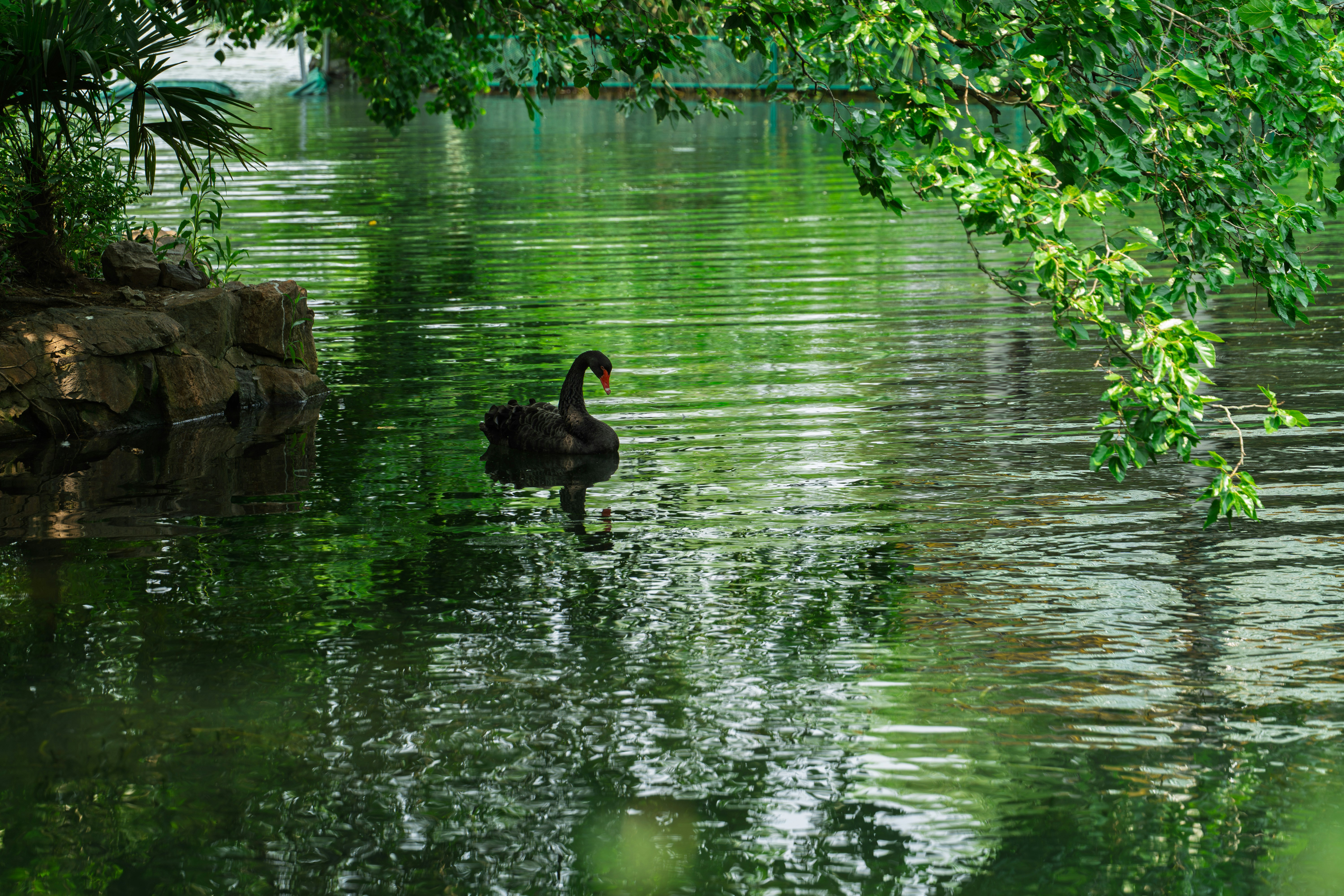 Black swan silhouette against sunlit lake, framed by hanging branches