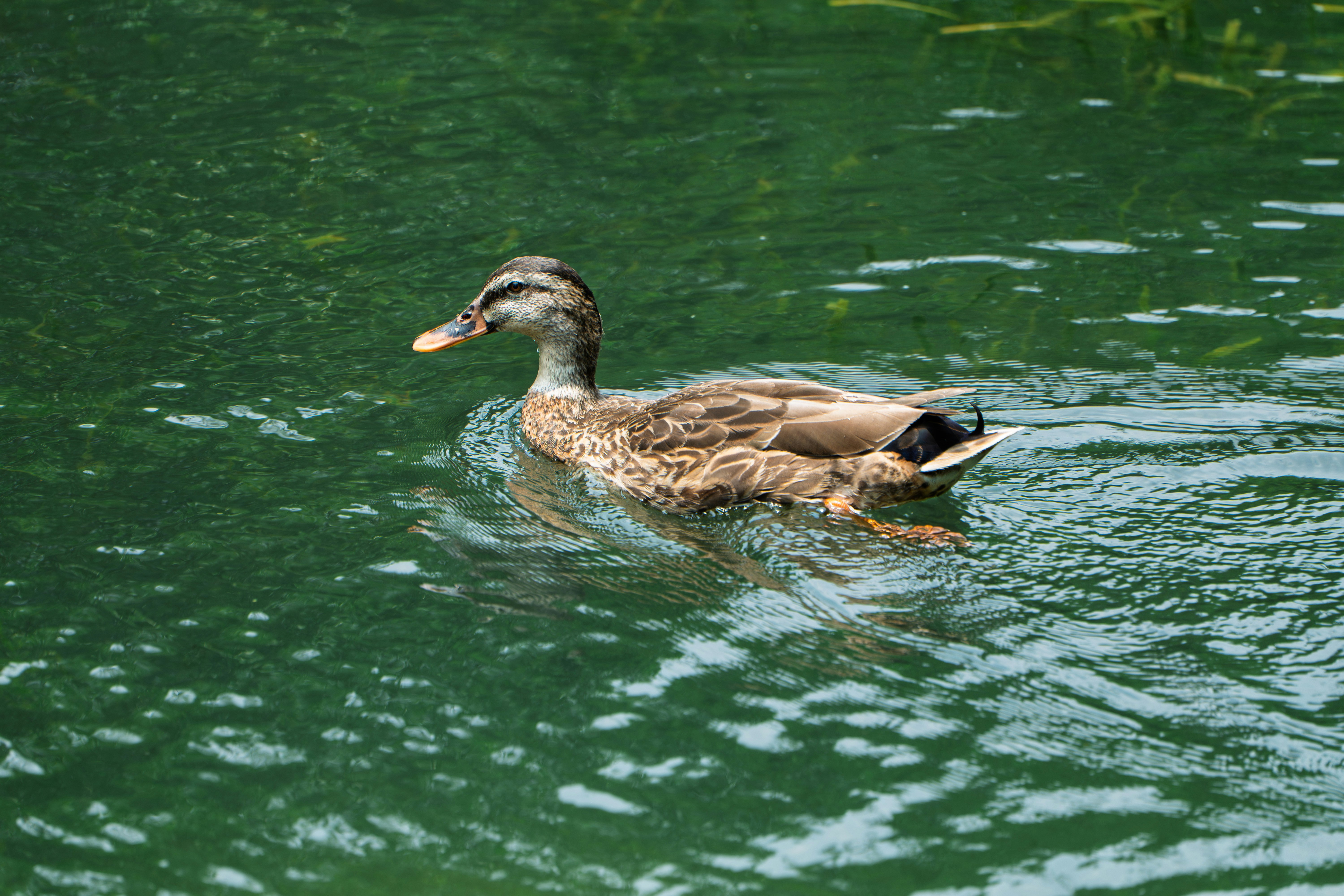 Central Duck Gliding Through Quiet Green Waters