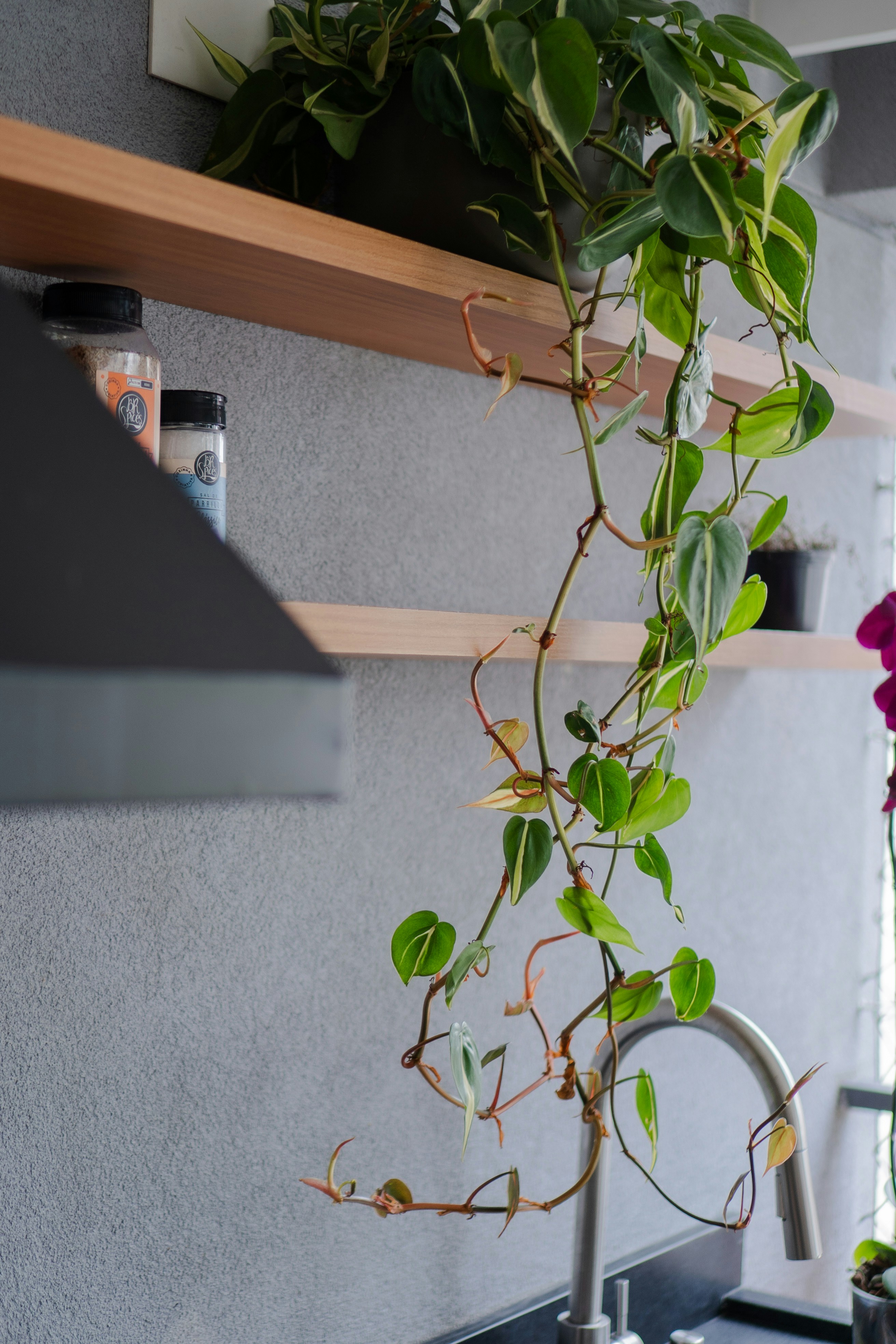 Trailing Greenery on a Modern Kitchen Wall