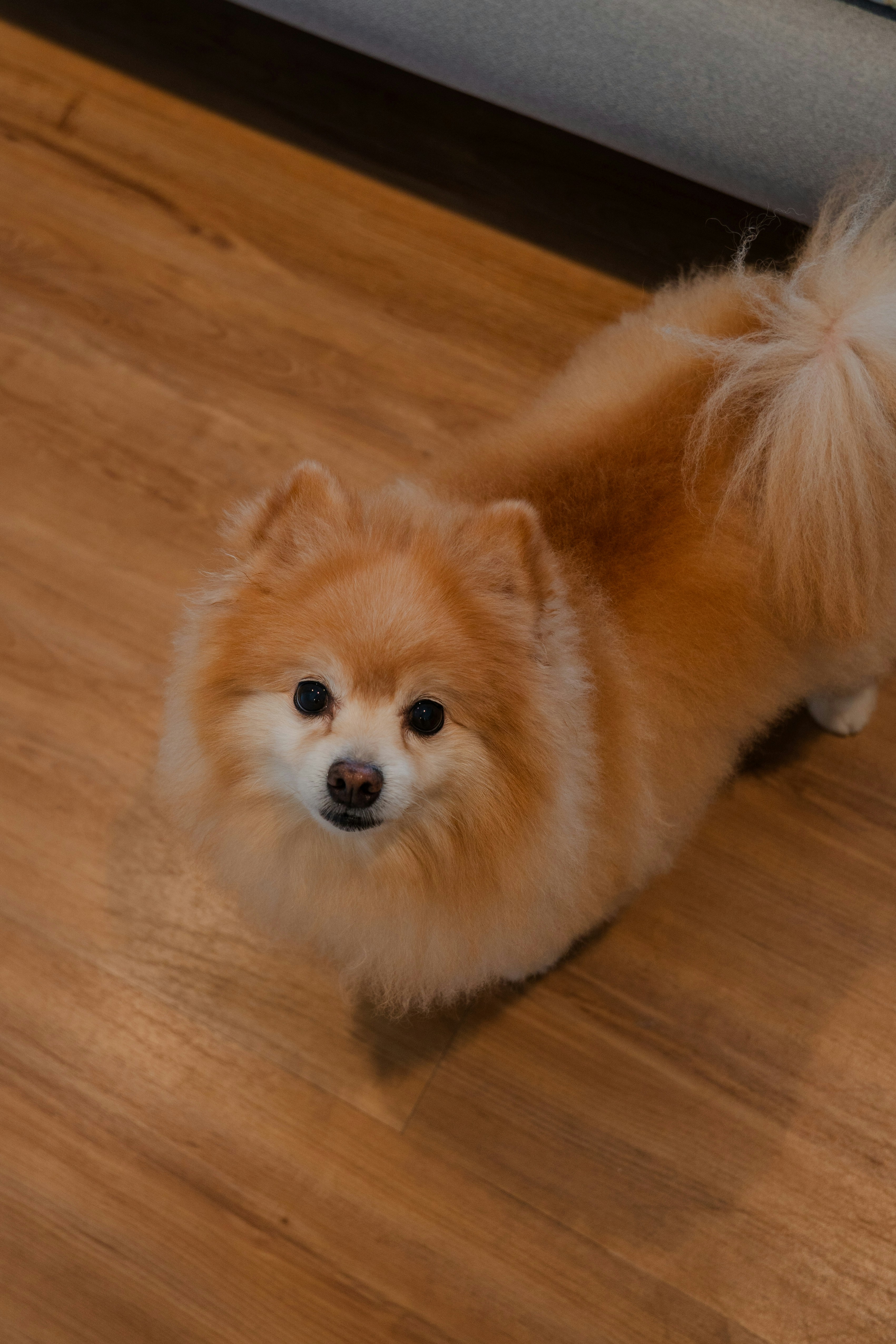 Fluffy Pomeranian Awaiting a Treat on a Warm Wooden Floor