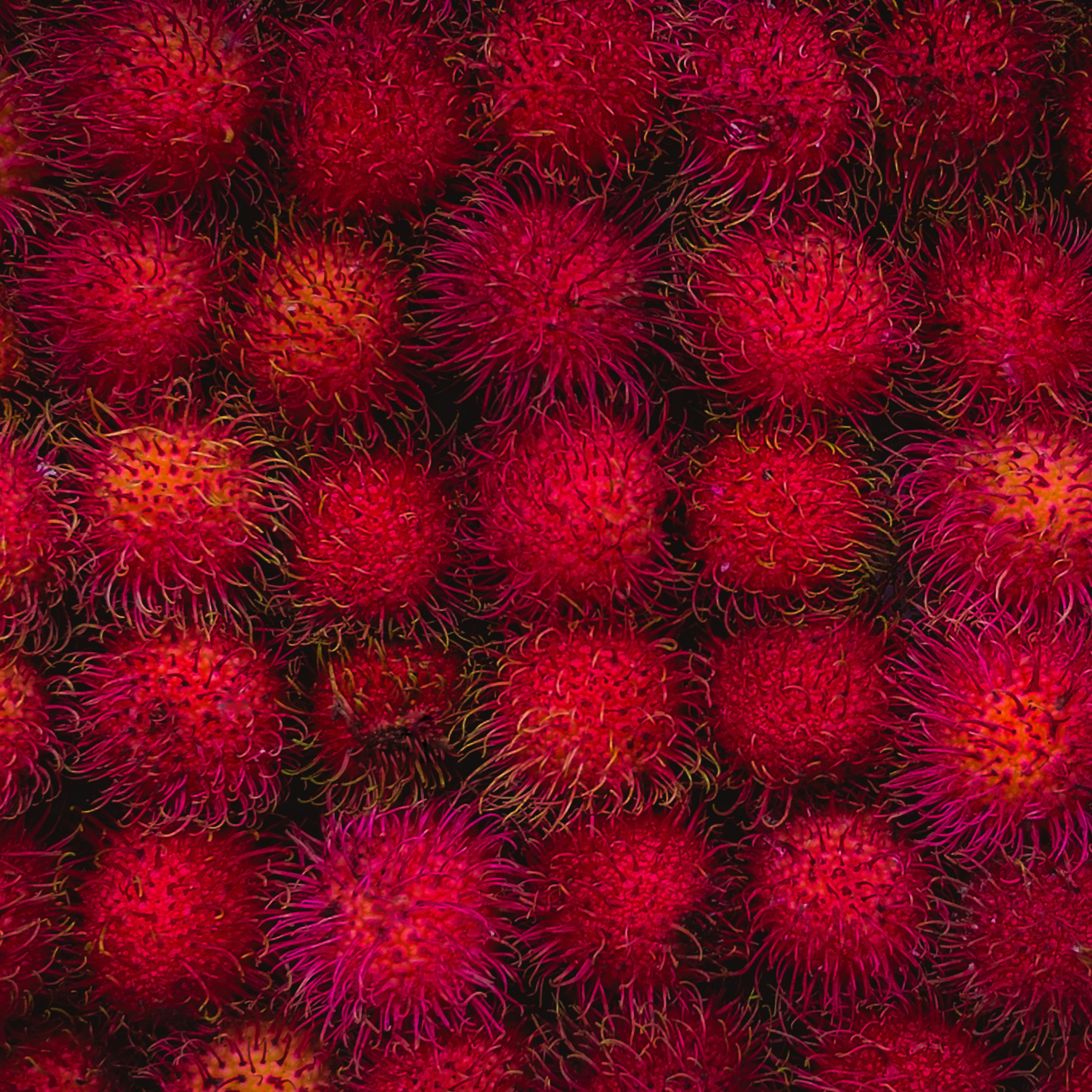 Raspberry-red Armor: A Close-Packed Crown of Fruits