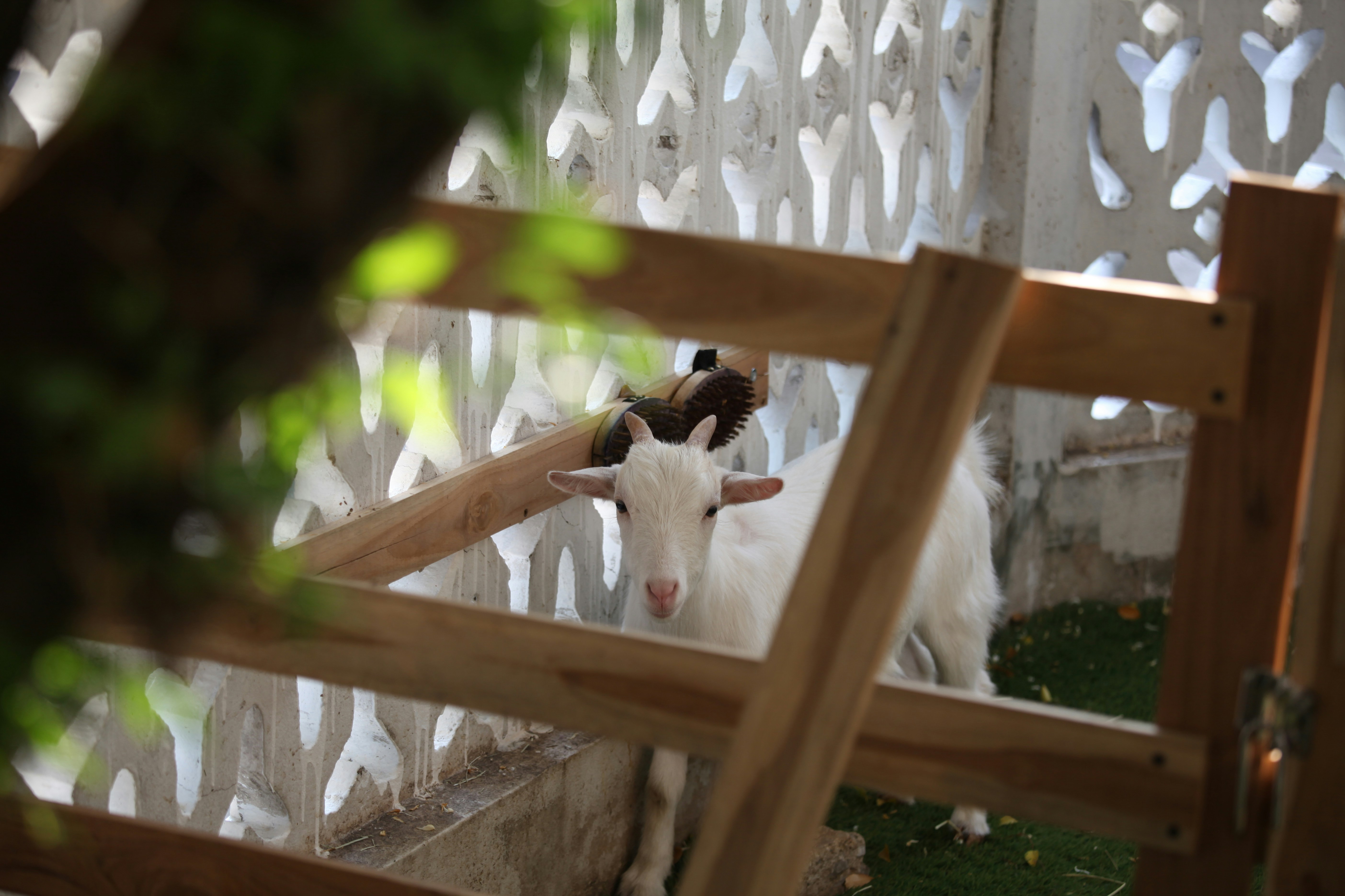 Curious Goat PeerBehind a Wooden Fence