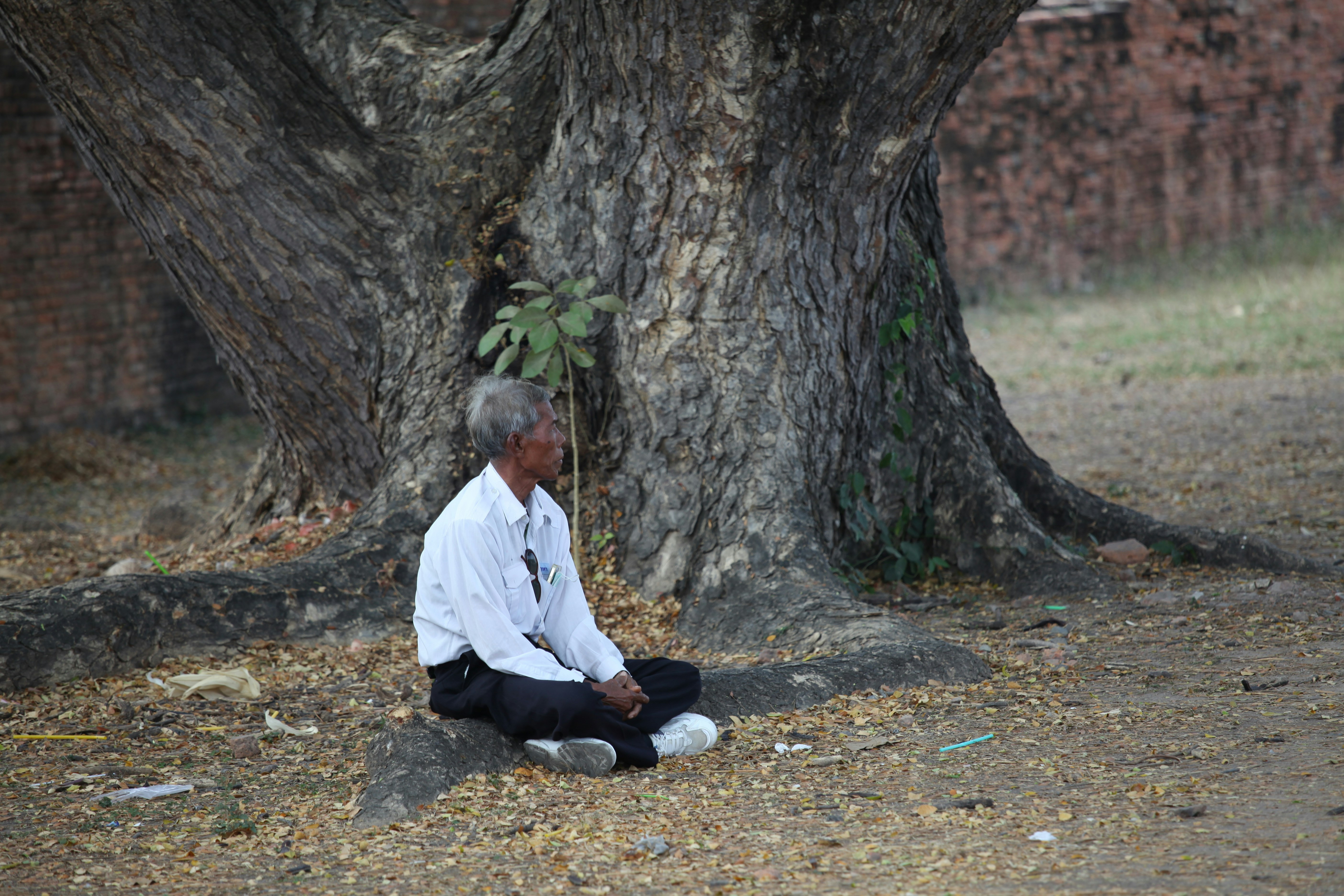 Serene Elder at the Foot of a Century-Old Tree