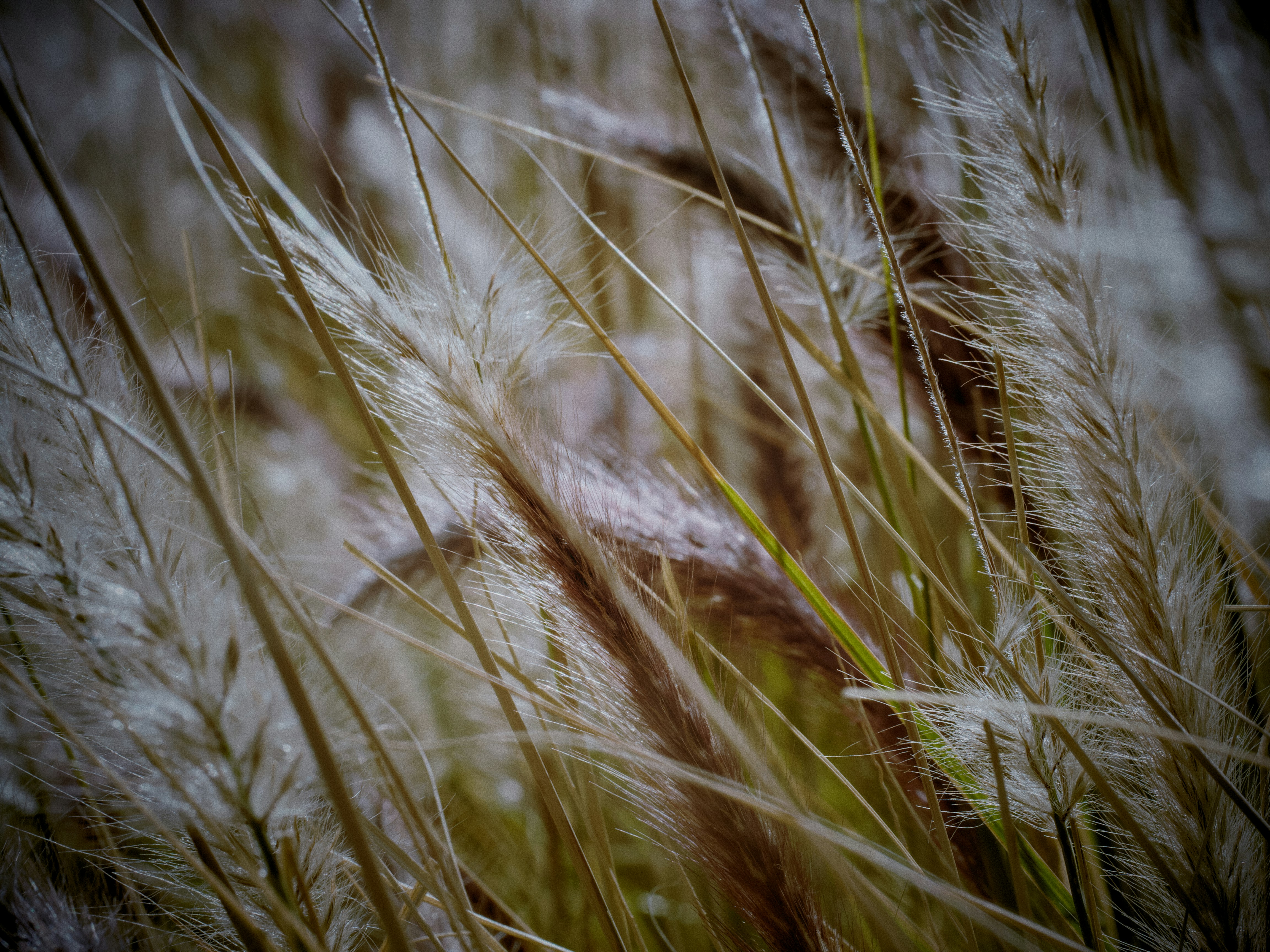 Kinetic Silhouettes: Backlit Pampas in Soft Focus