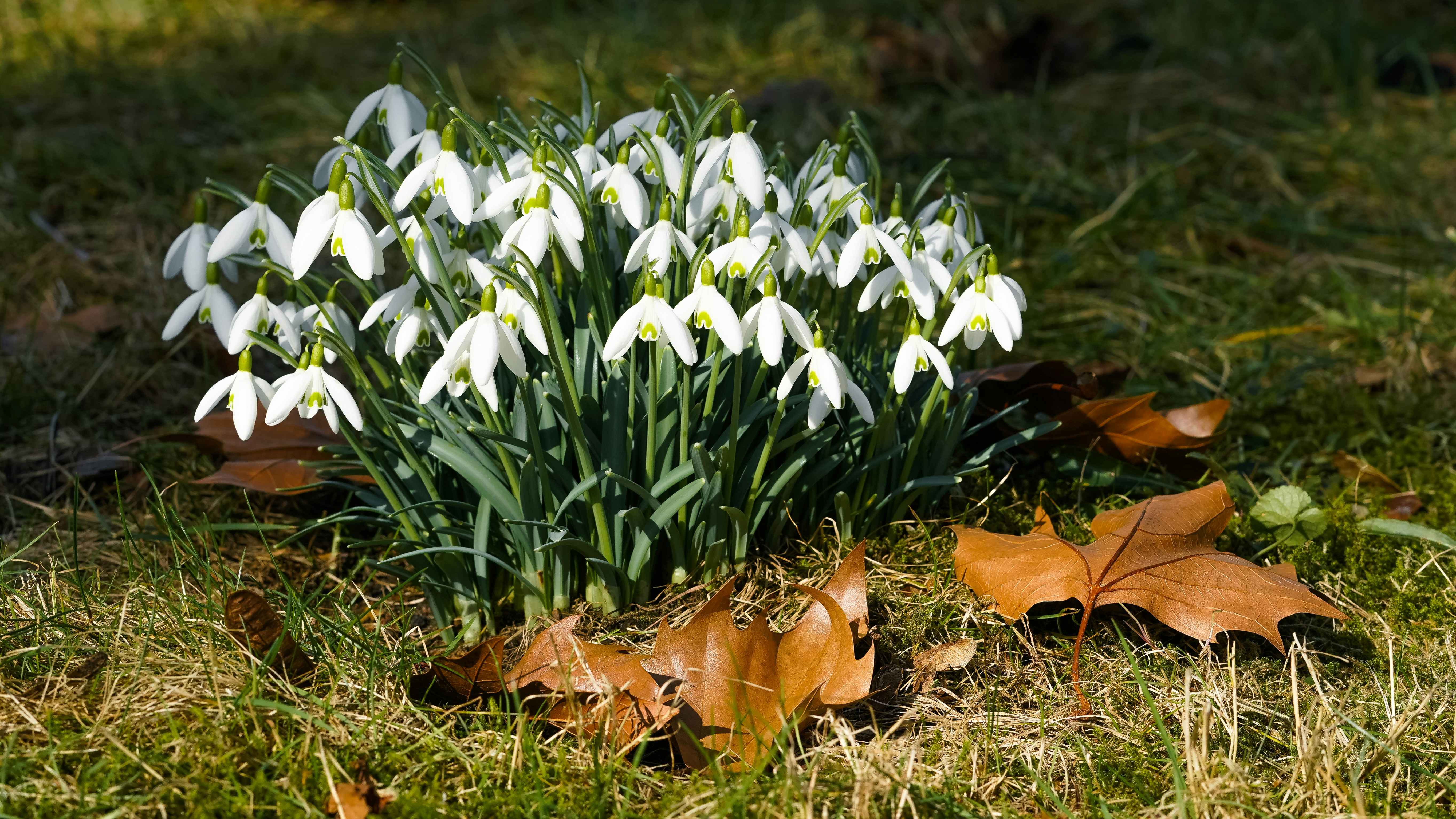 Snowdrops in Quiet Spring Fade