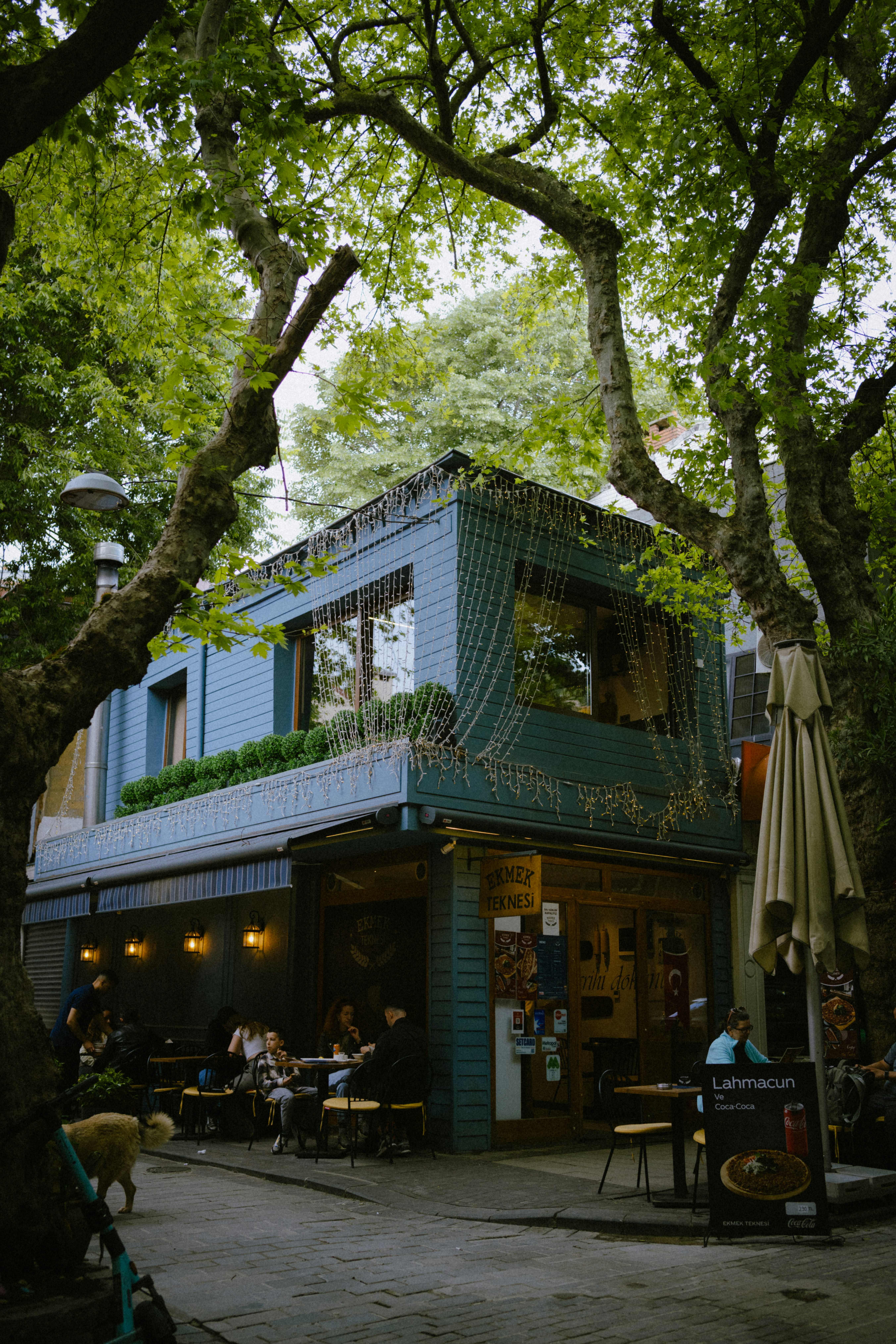 Canopy Café: Evening Lights Under a Greenery Roof