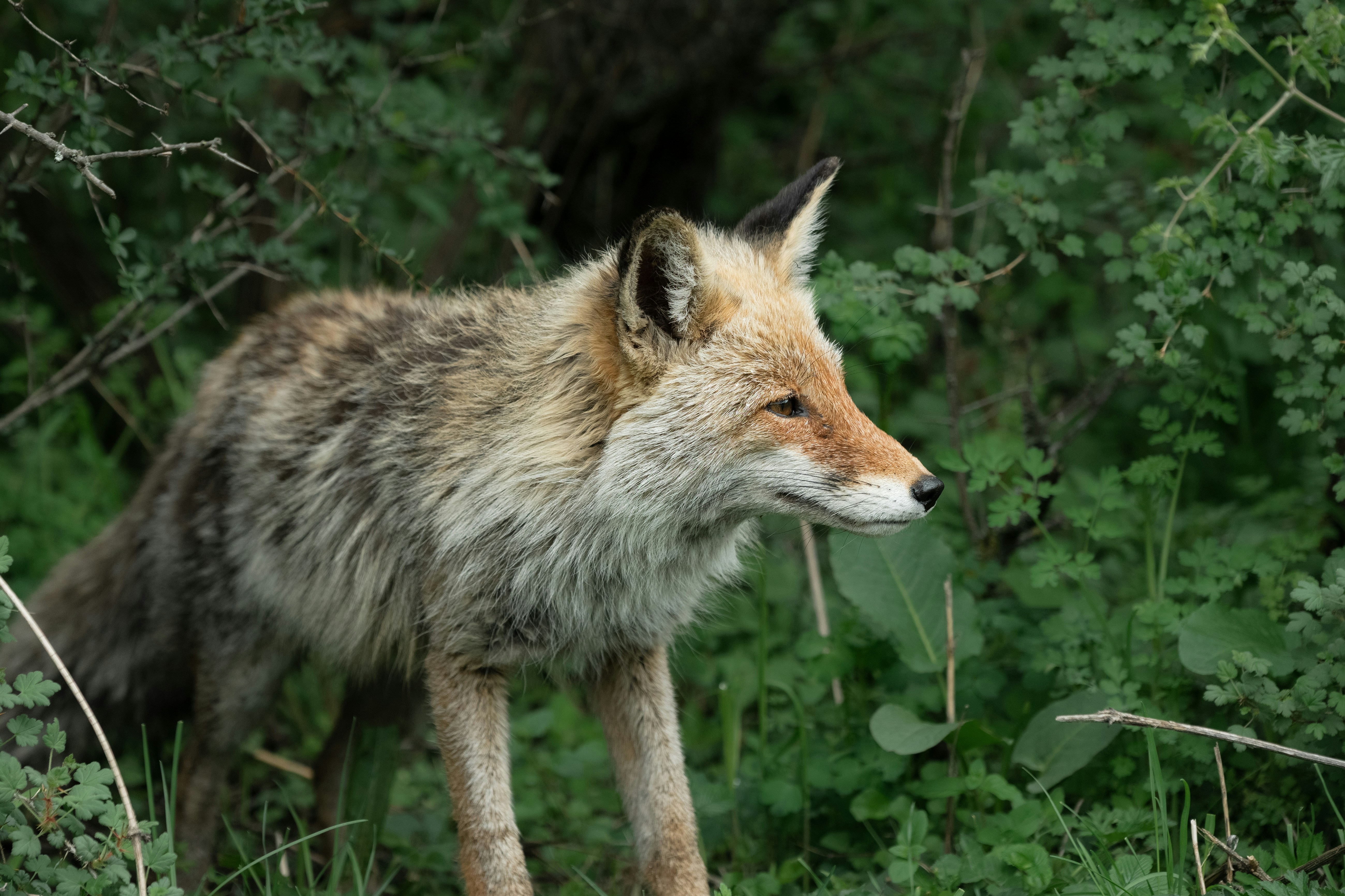 Forest Watch: a wary fox pauses among green undergrowth