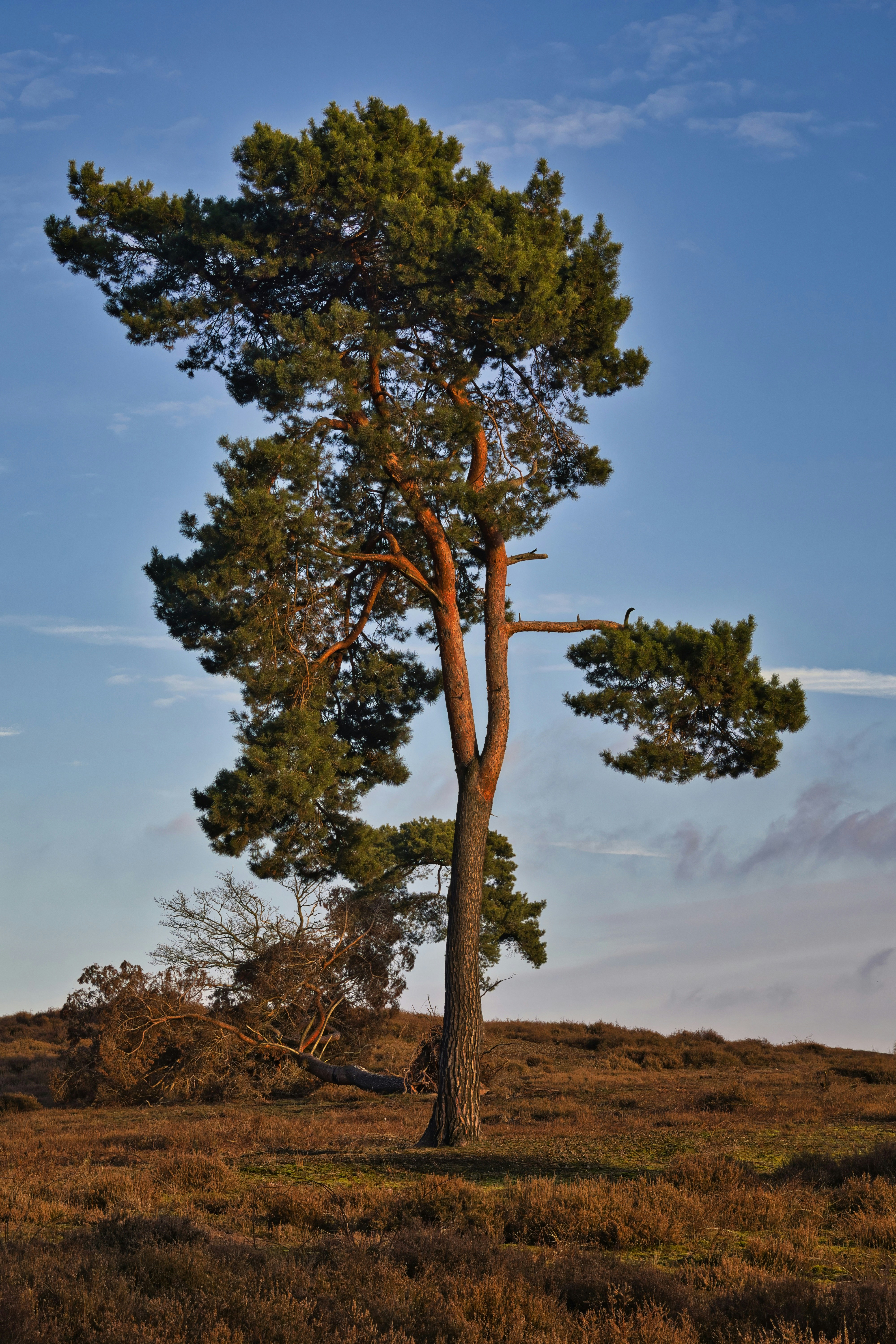 Lone Wind-Worn Pine Standing Against Open Moor