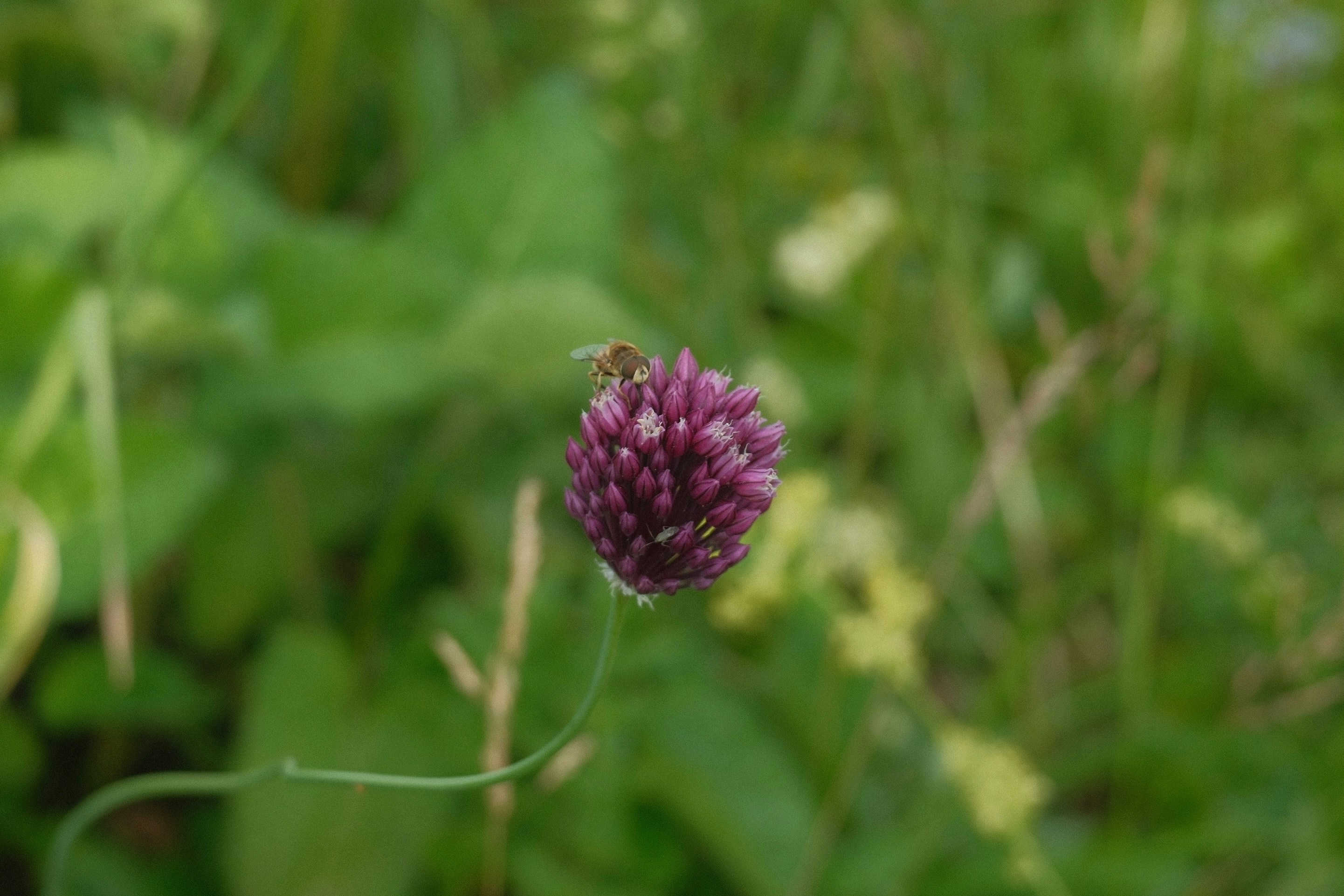 Crimson Bound Lumen: A Single Flower Amid Greenward Corridors