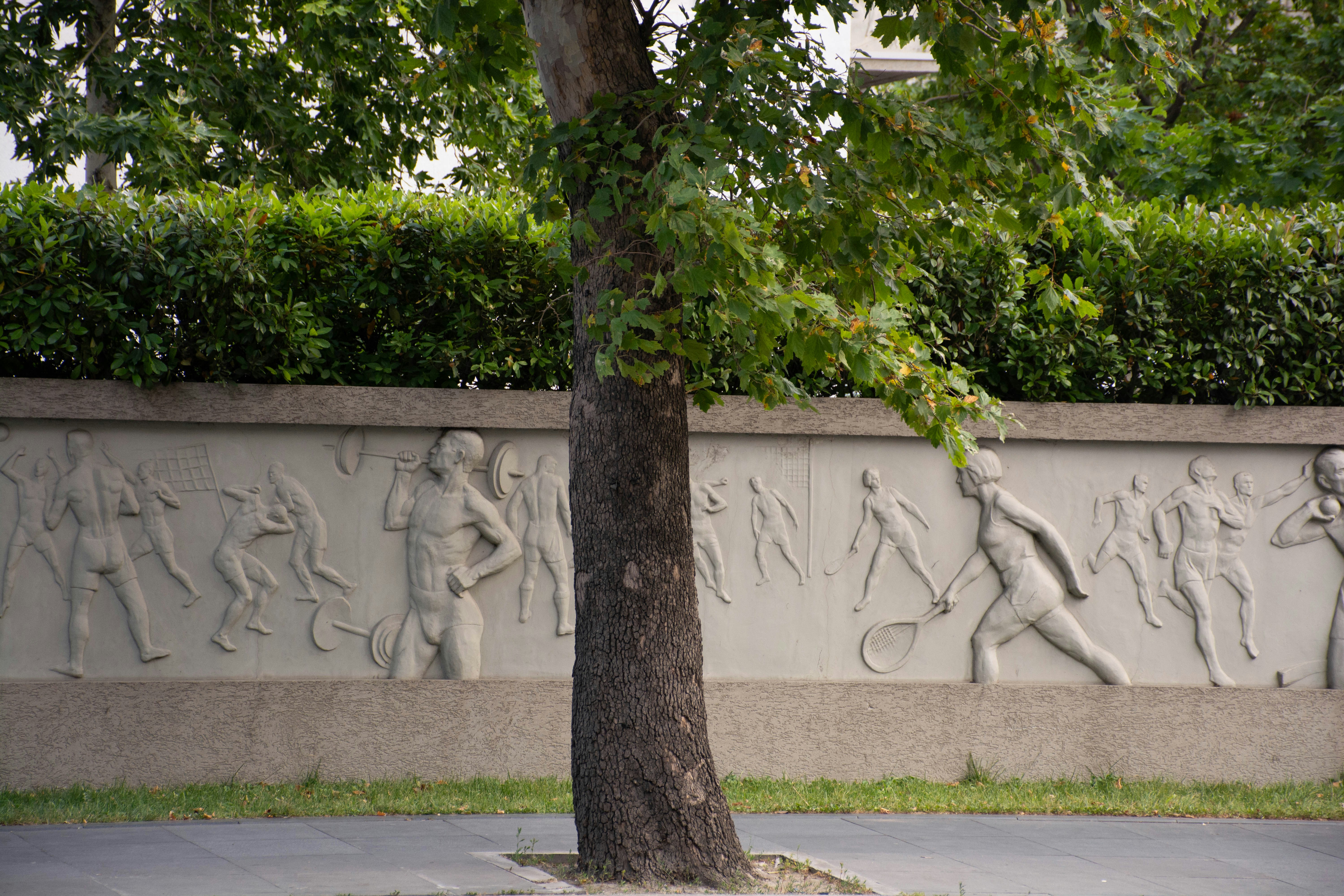 Tree in front of a bas-relief wall: a quiet urban vignette