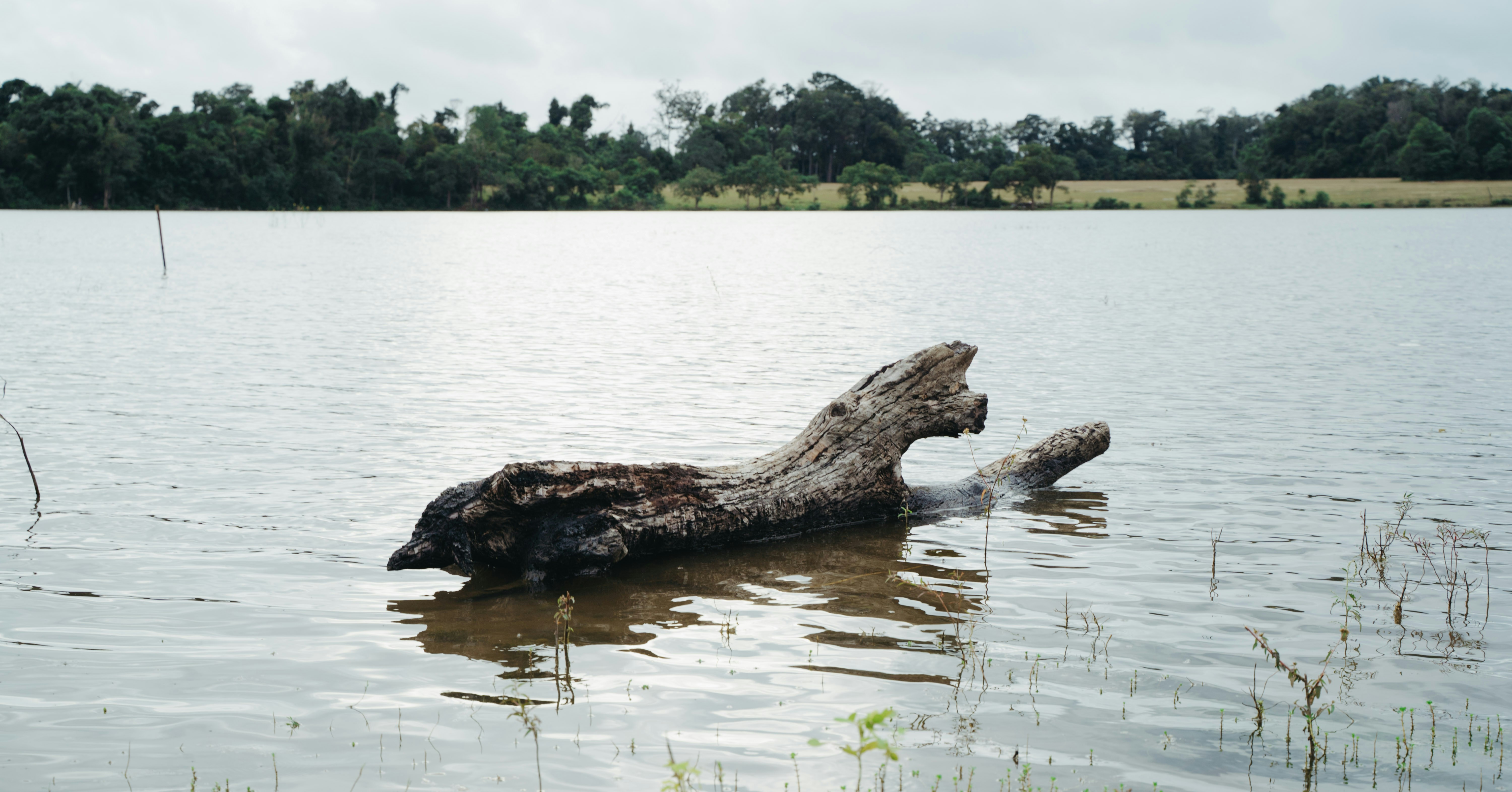Weathered driftwood sentinel on a quiet lake edge
