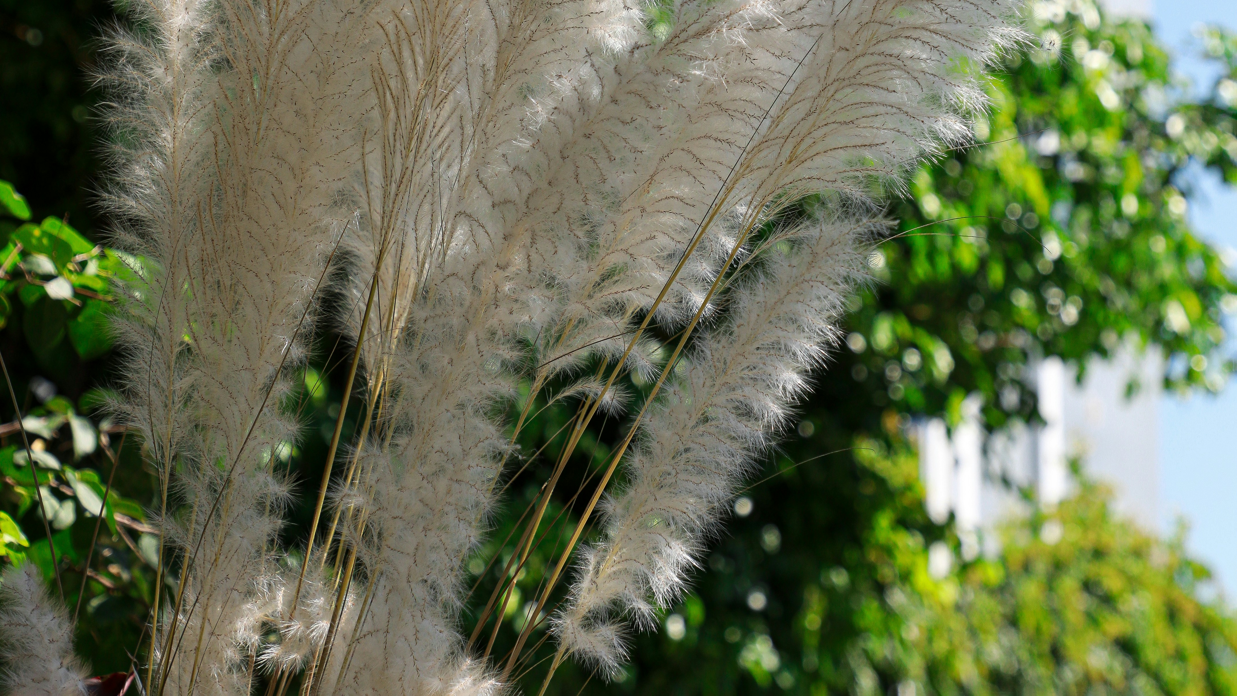 Soft Vertigo: Fluffy Plumes Against a Sunlit Garden